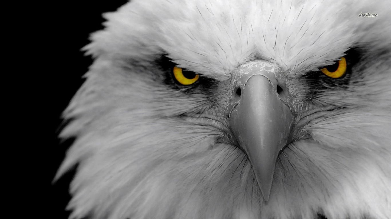 Eagle Face Wallpapers - Wallpaper Cave