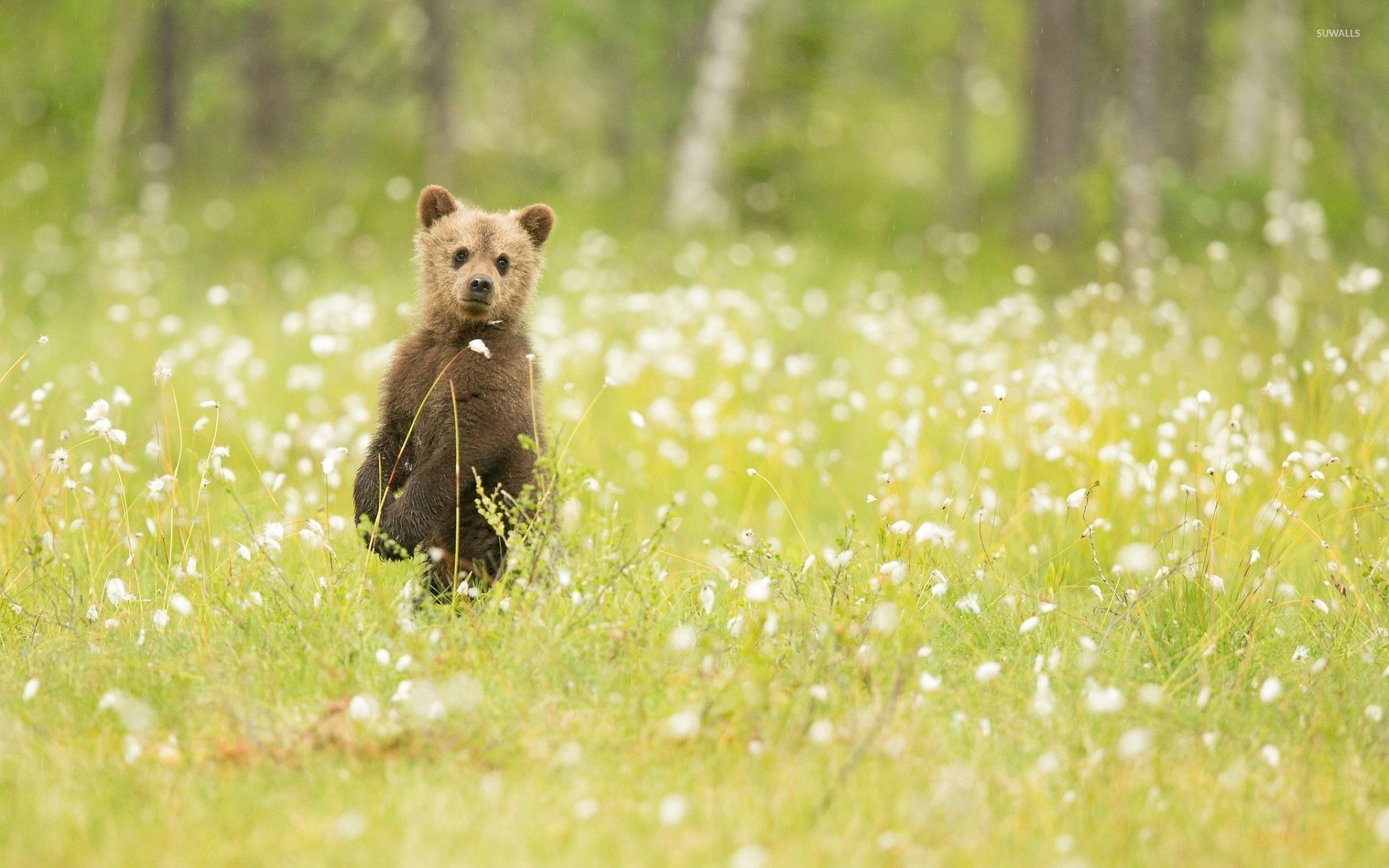 Brown Bear Cub Wallpapers - Wallpaper Cave