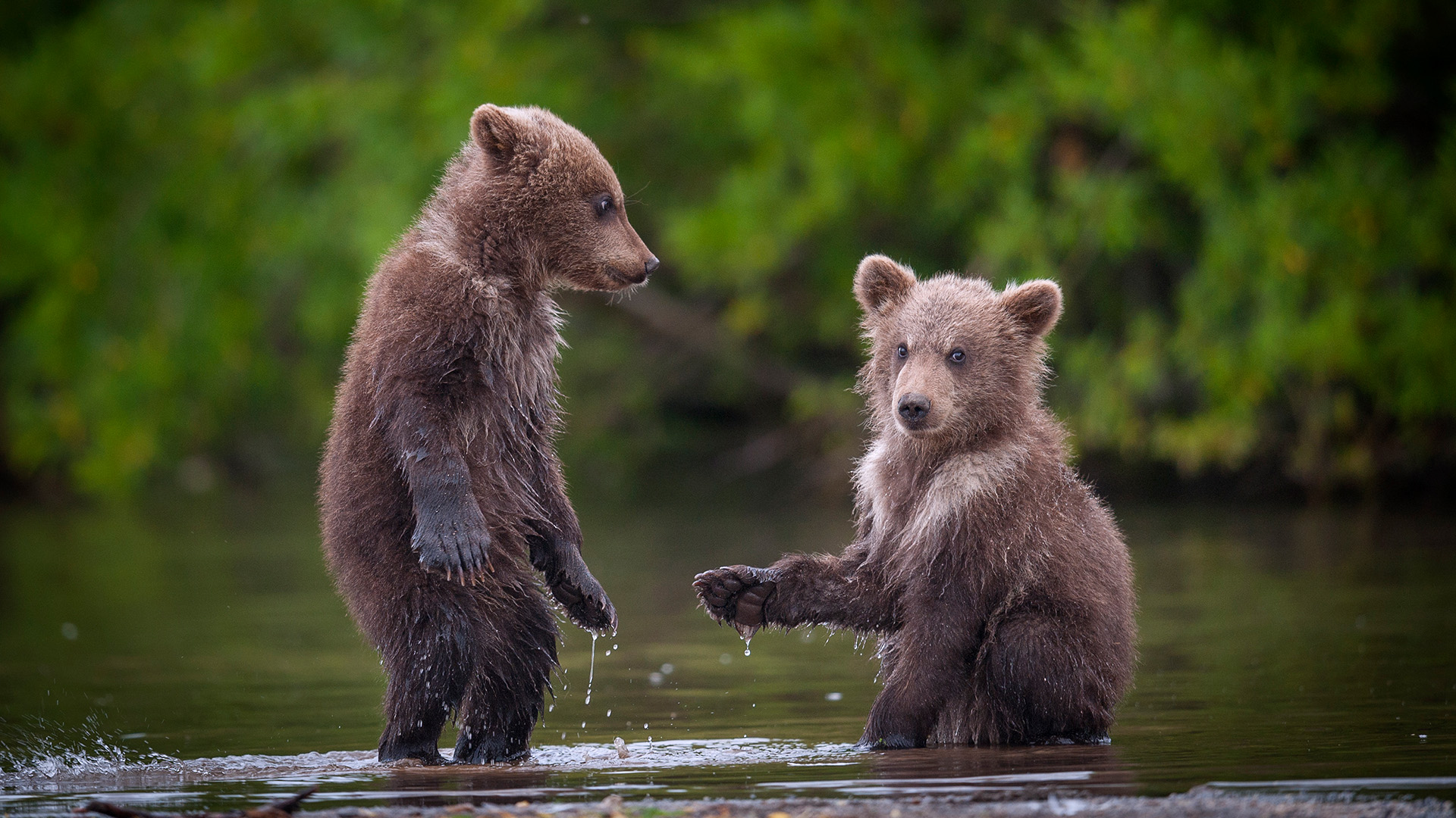 Brown Bear Cub Wallpapers - Wallpaper Cave