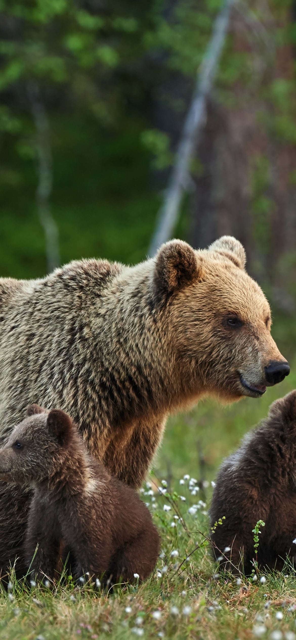 Brown Bear Cub Wallpapers - Wallpaper Cave