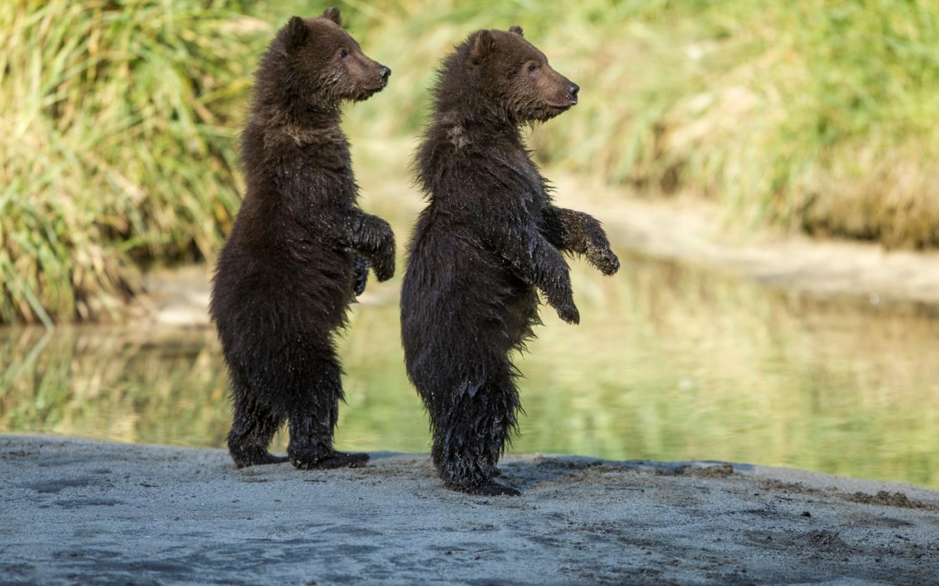 Brown Bear Cub Wallpapers - Wallpaper Cave