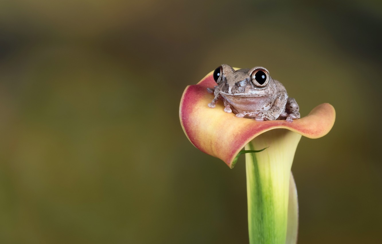 Summer Frog Wallpapers - Wallpaper Cave