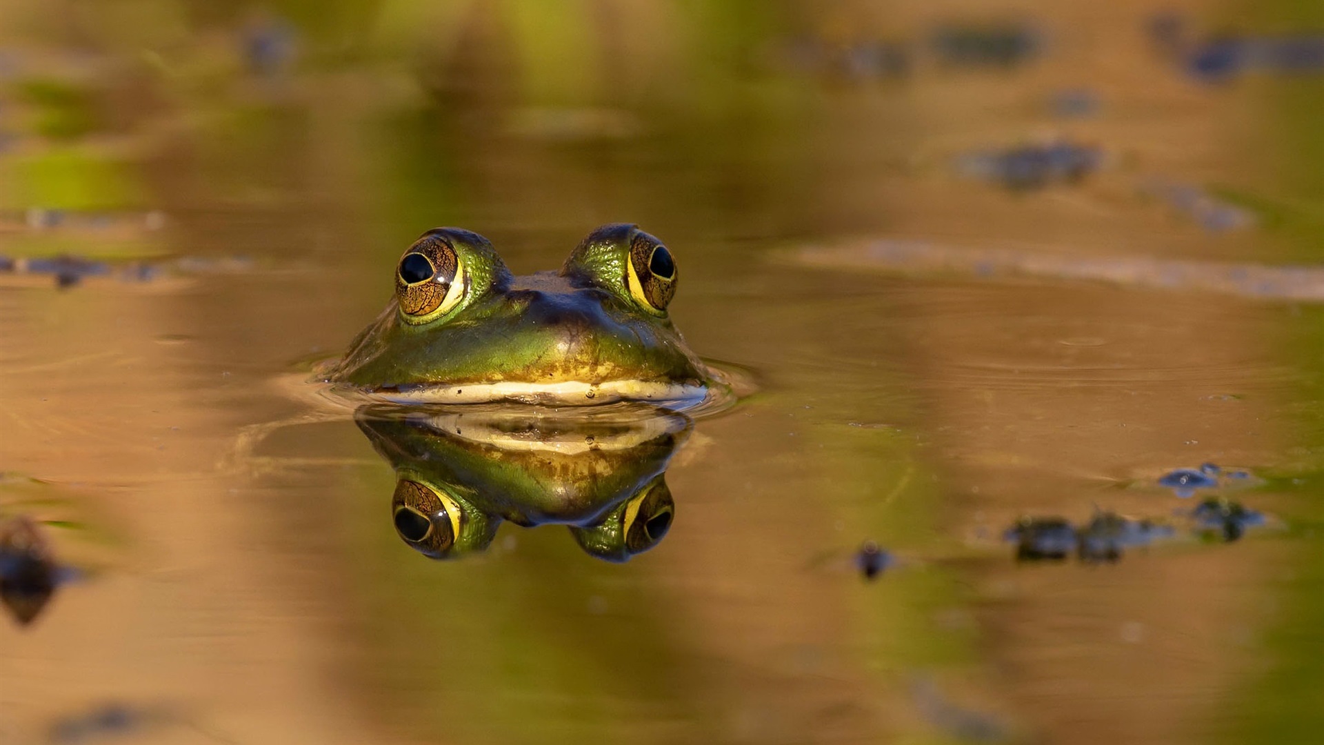 Summer Frog Wallpapers - Wallpaper Cave