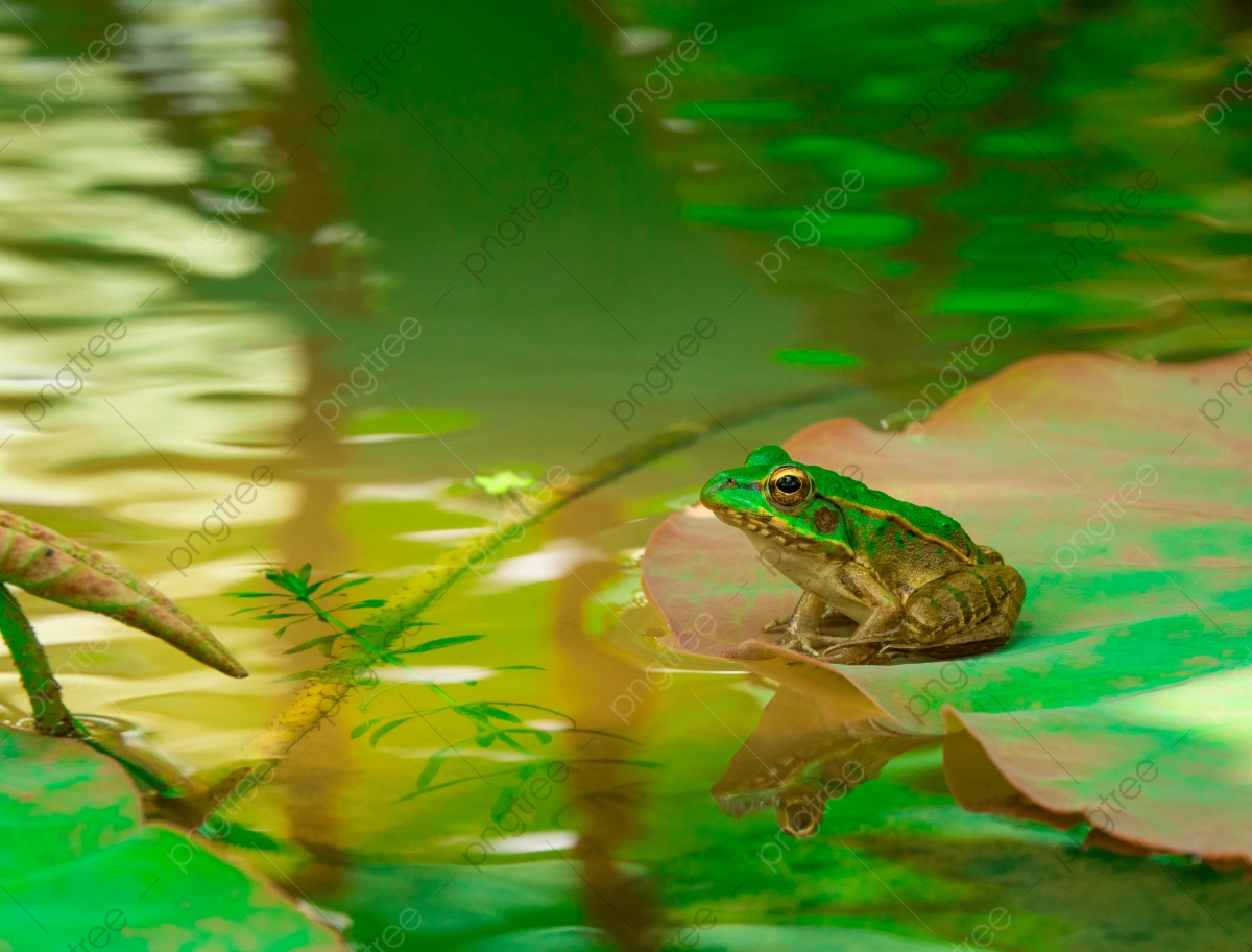 Summer Frog Wallpapers - Wallpaper Cave