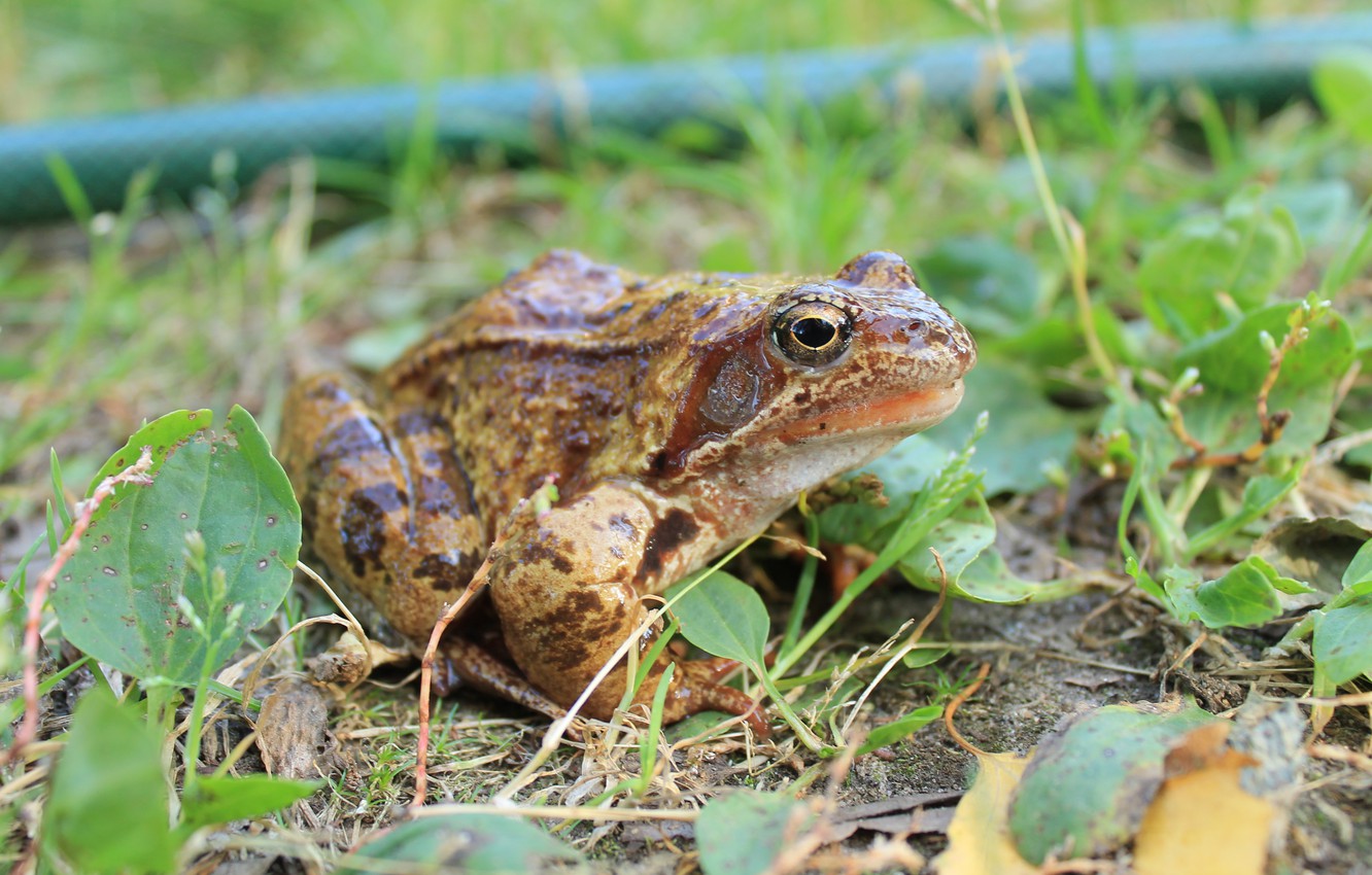 Summer Frog Wallpapers - Wallpaper Cave