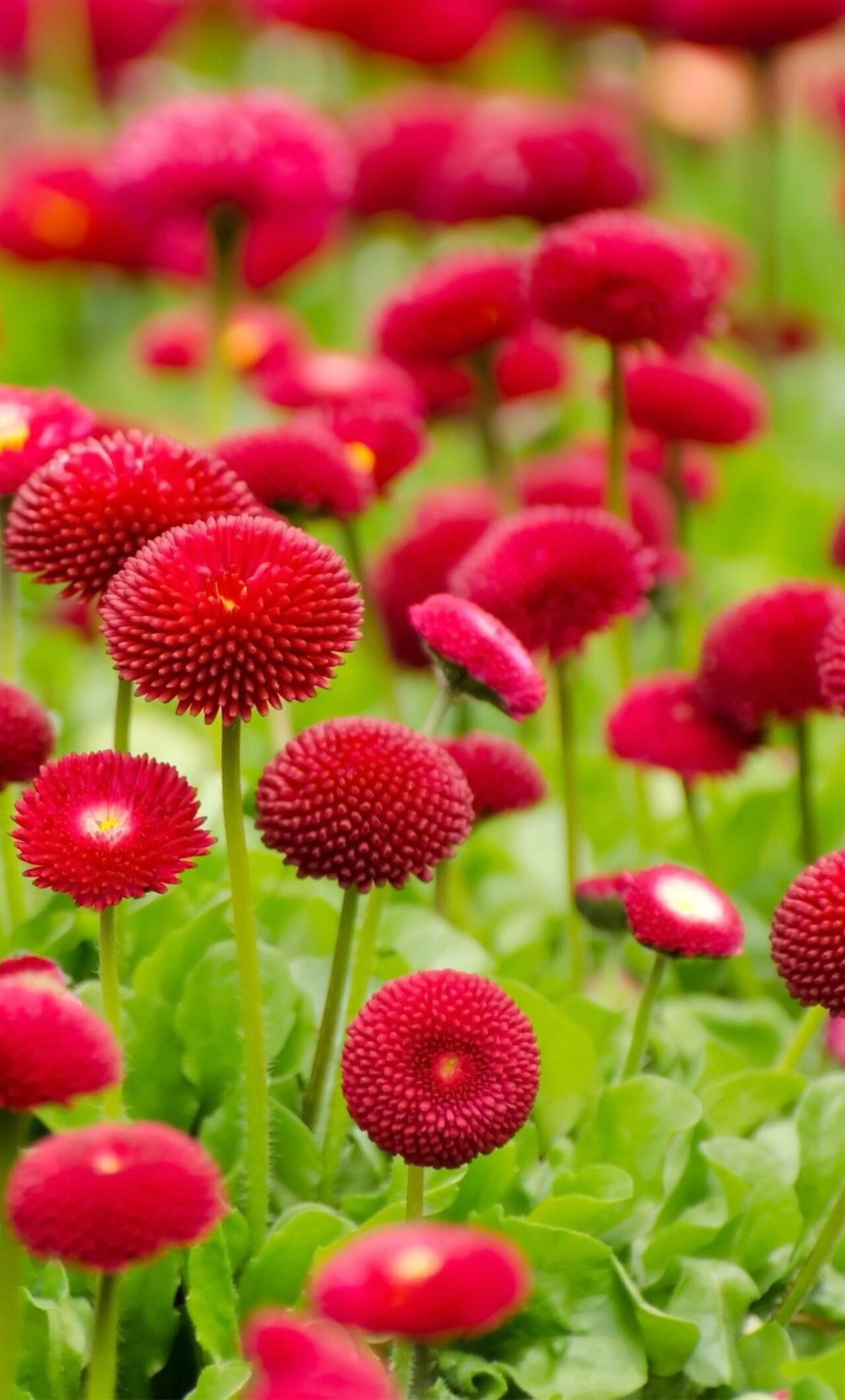 Summer Red Wallpapers - Wallpaper Cave