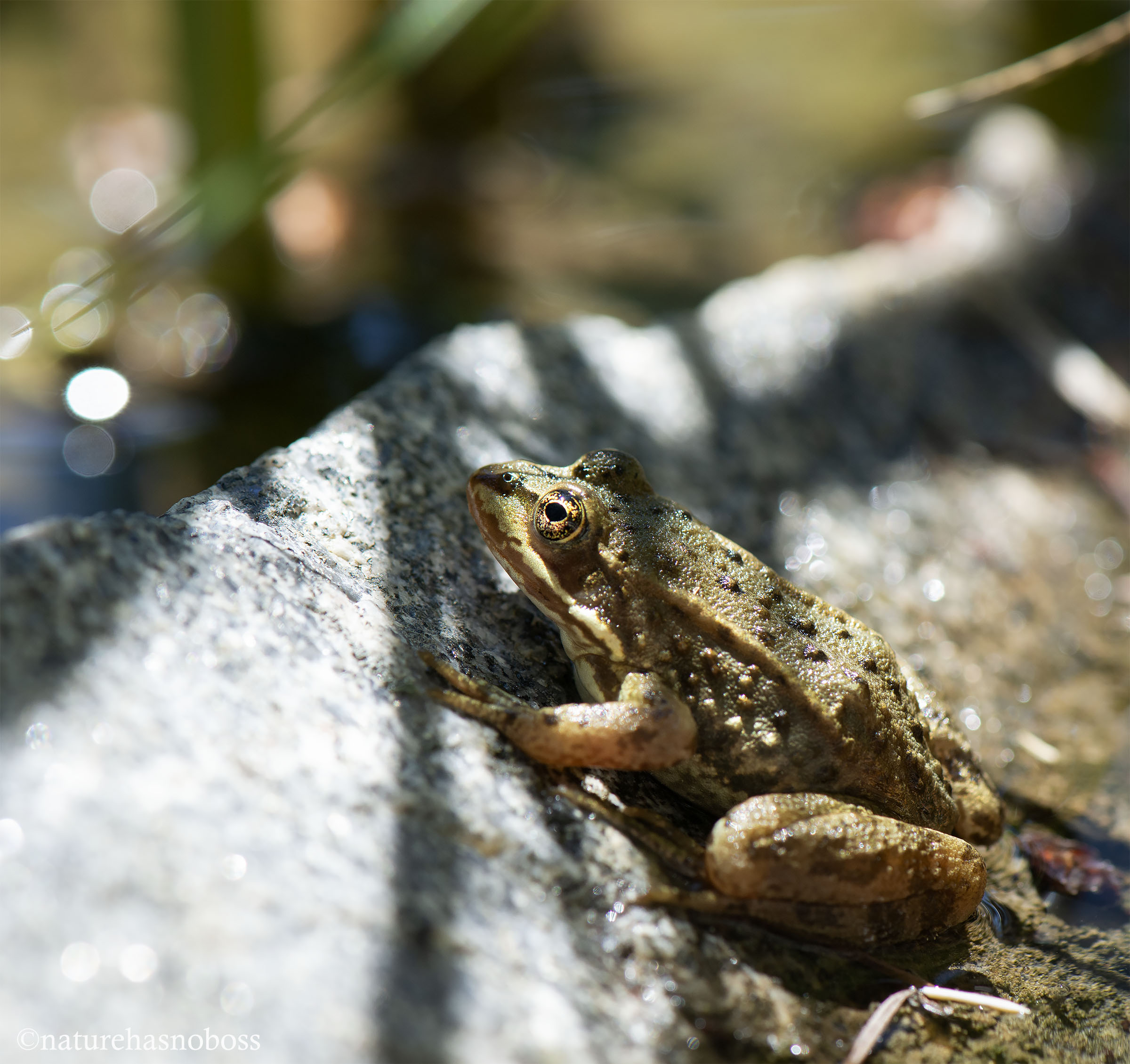 Summer Frog Wallpapers - Wallpaper Cave
