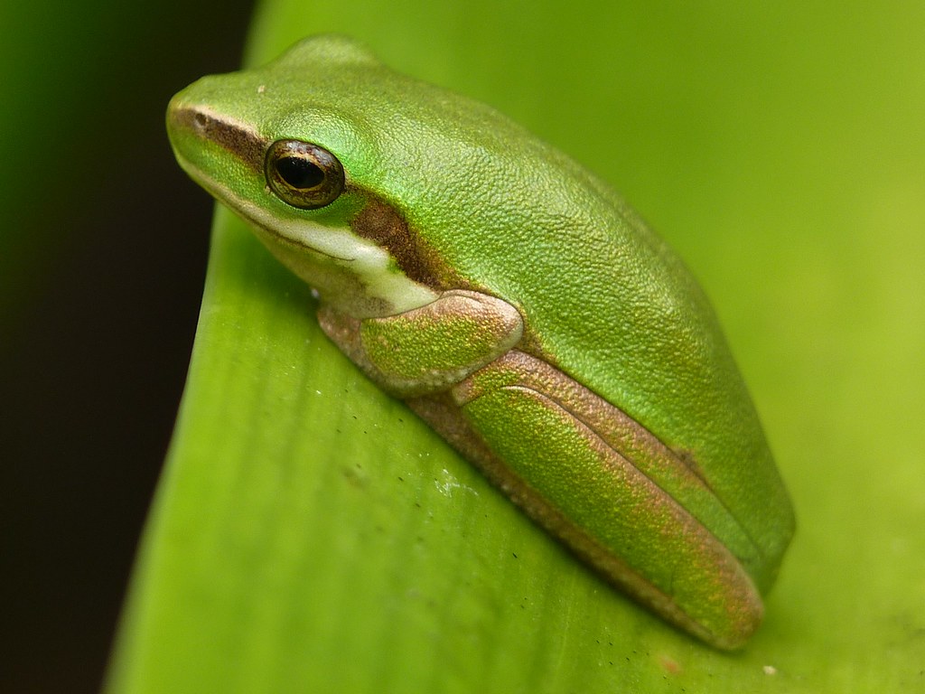 Summer Frog Wallpapers - Wallpaper Cave