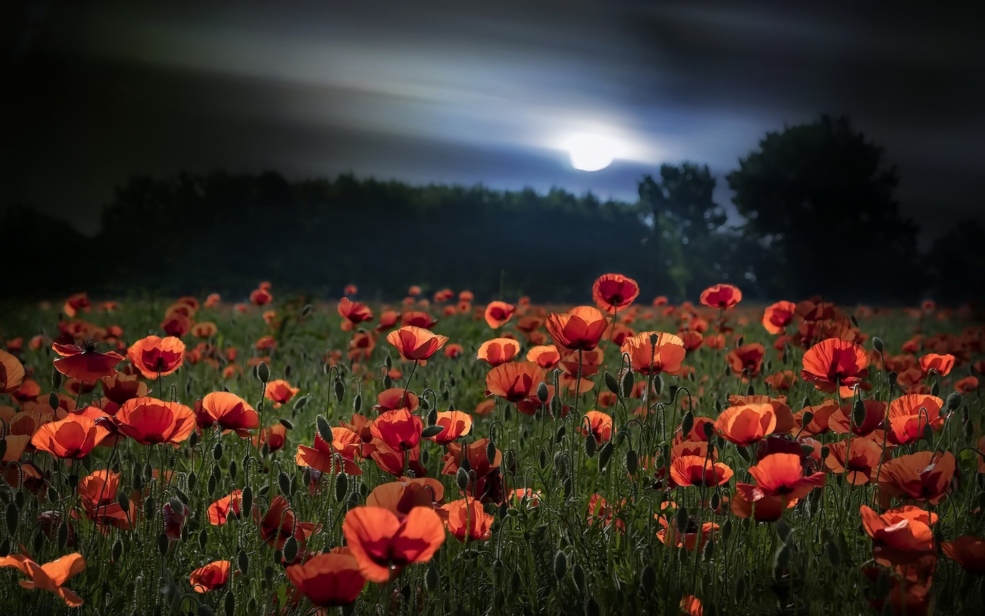 Summer Red Wallpapers - Wallpaper Cave