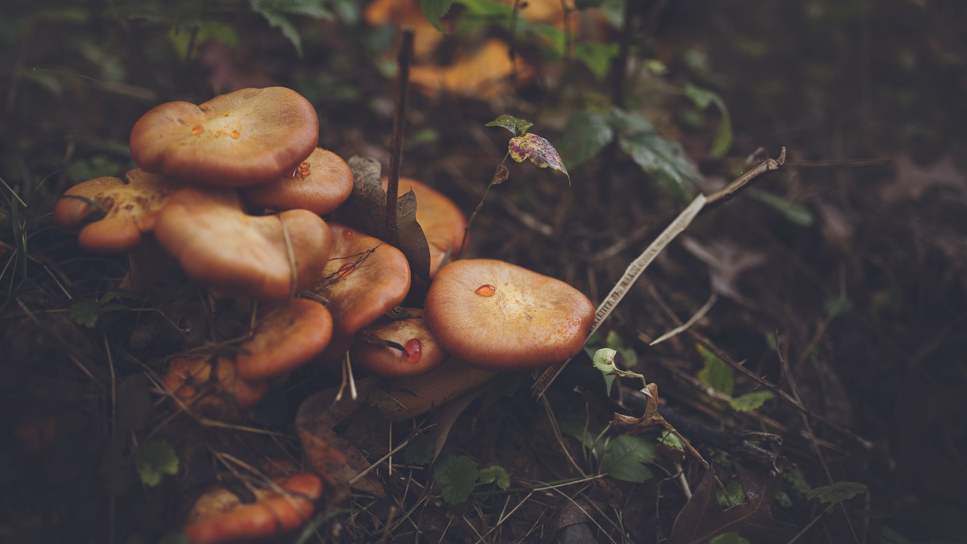 Mushroom Computer Wallpapers - Wallpaper Cave