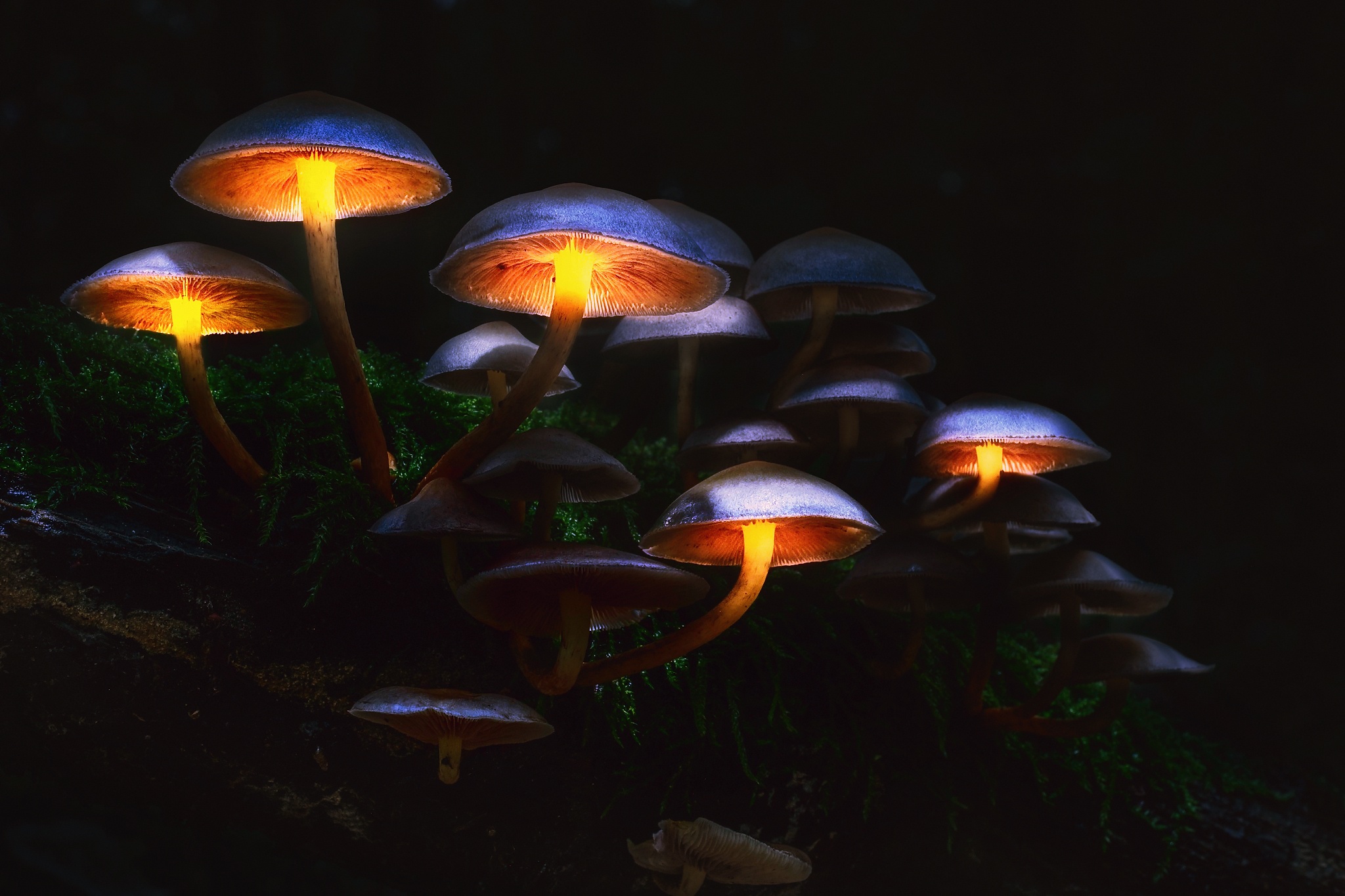 Mushroom Computer Wallpapers - Wallpaper Cave