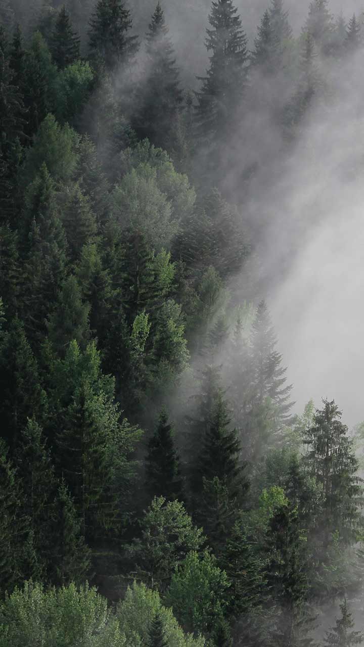 Aesthetic Green Forest Wallpapers - Wallpaper Cave