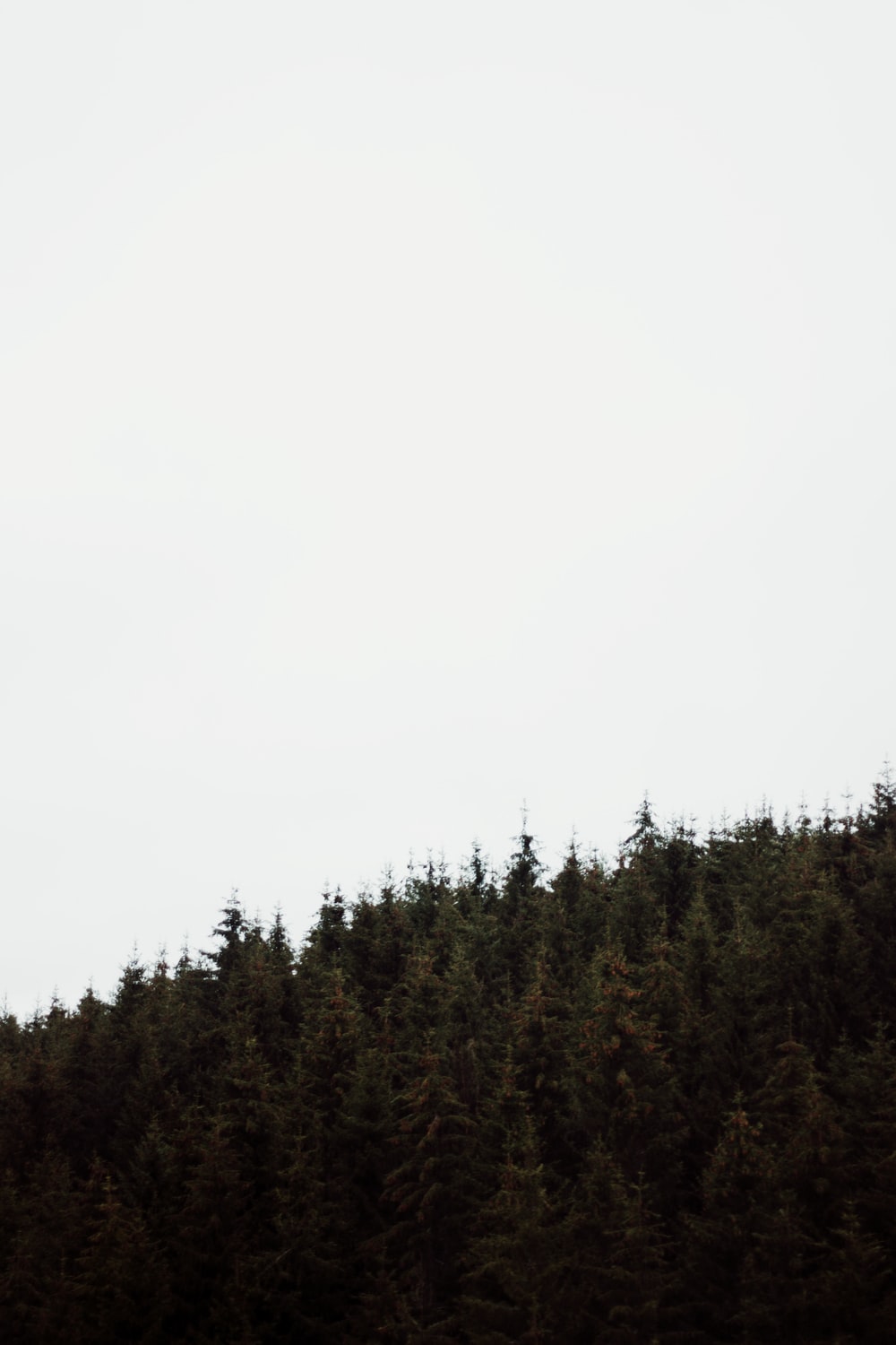 Aesthetic Green Forest Wallpapers - Wallpaper Cave