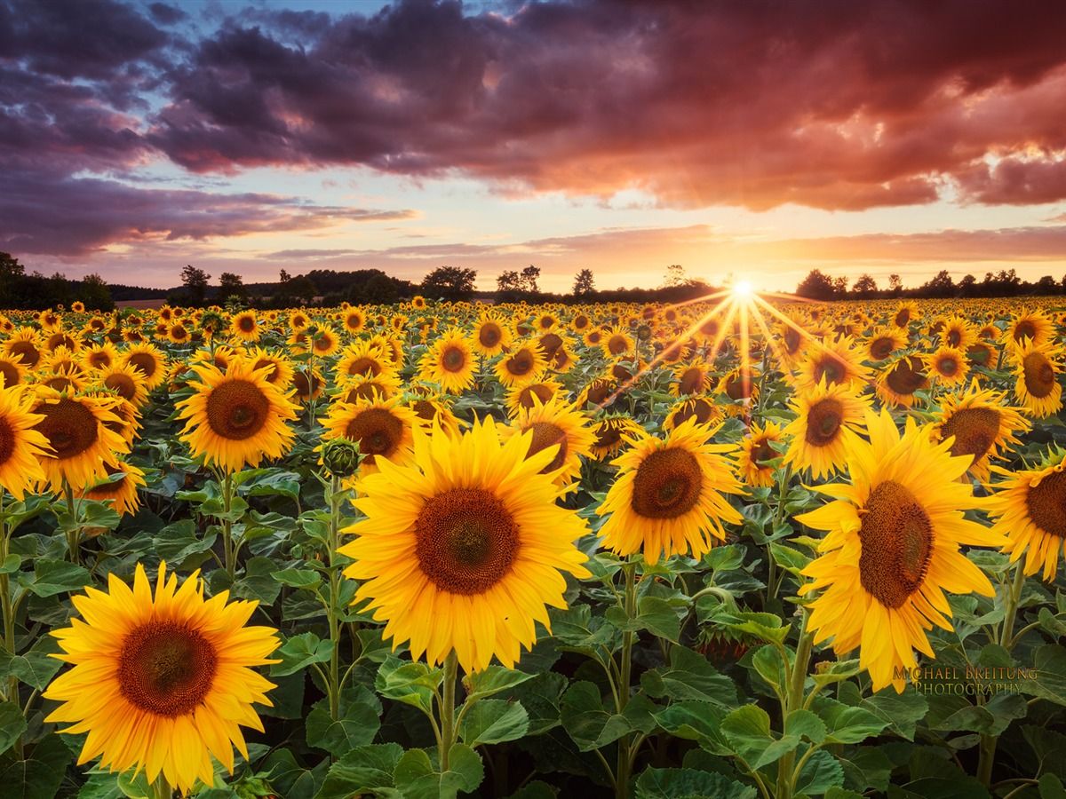 Mac Summer Sunflower Wallpapers - Wallpaper Cave