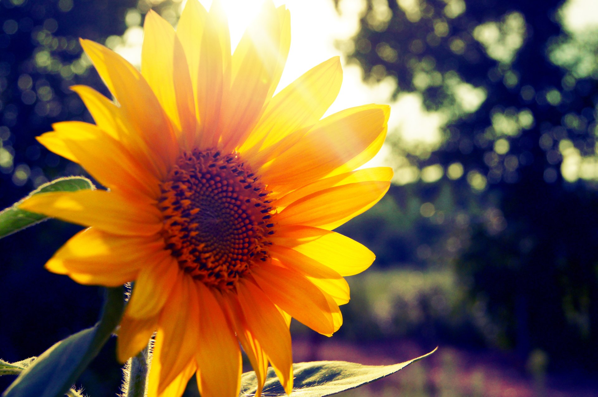 Mac Summer Sunflower Wallpapers - Wallpaper Cave