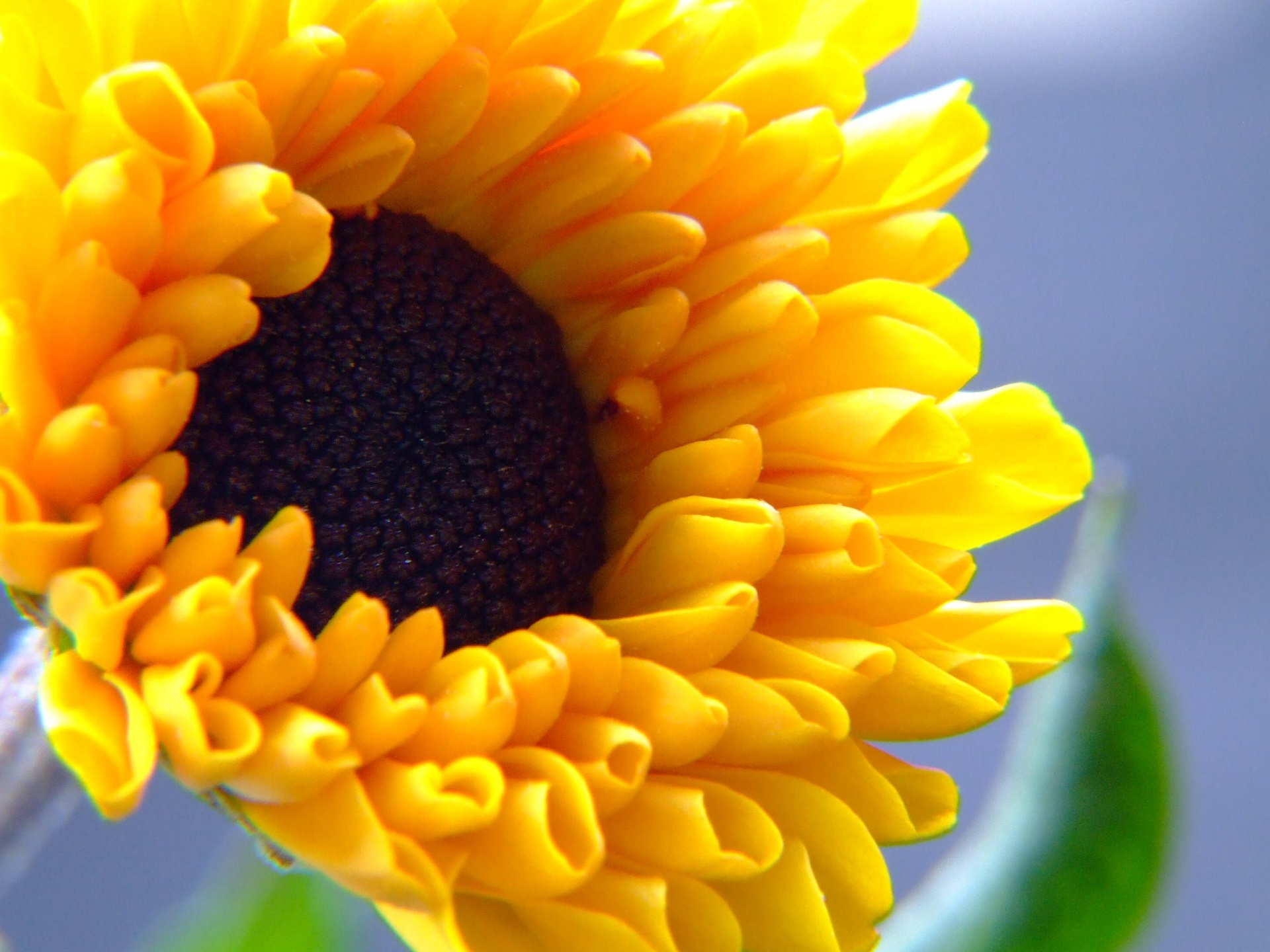 Mac Summer Sunflower Wallpapers - Wallpaper Cave