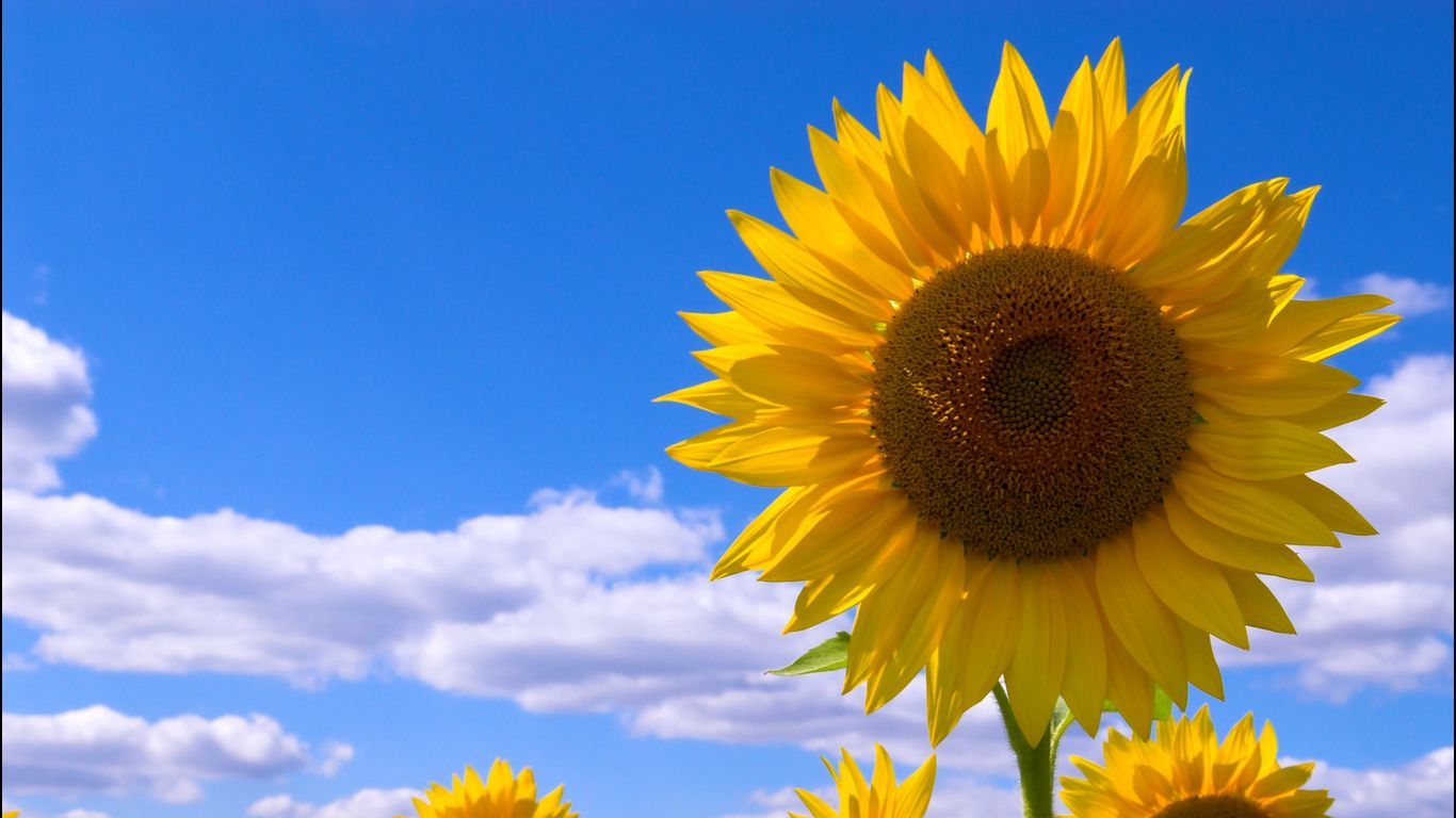 Mac Summer Sunflower Wallpapers - Wallpaper Cave