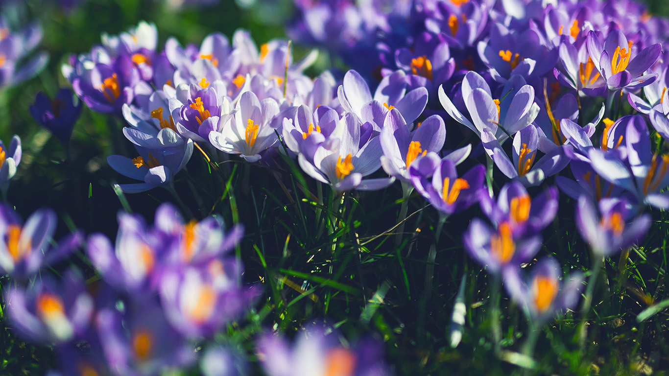 Mac Pro Spring Wallpapers - Wallpaper Cave