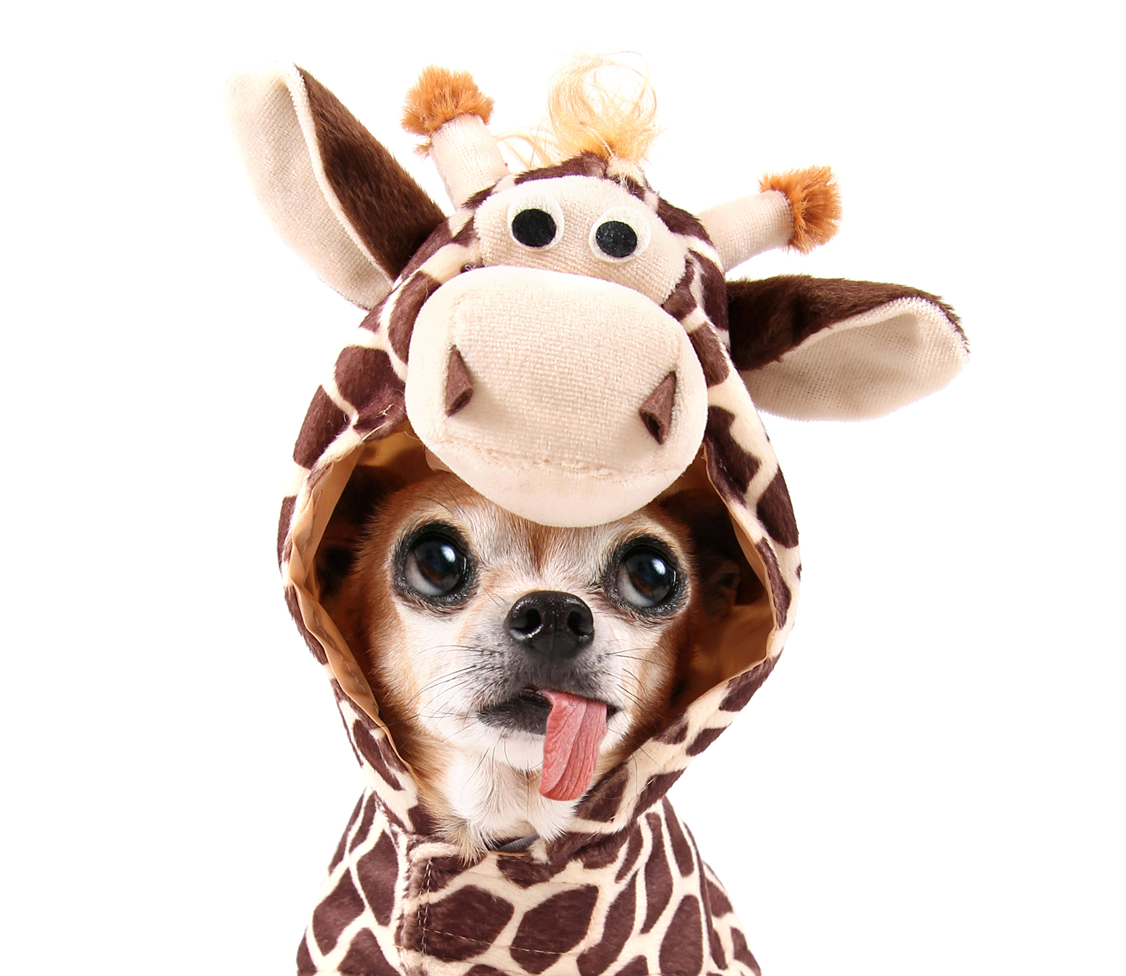 Giraffe And Dog Wallpapers - Wallpaper Cave