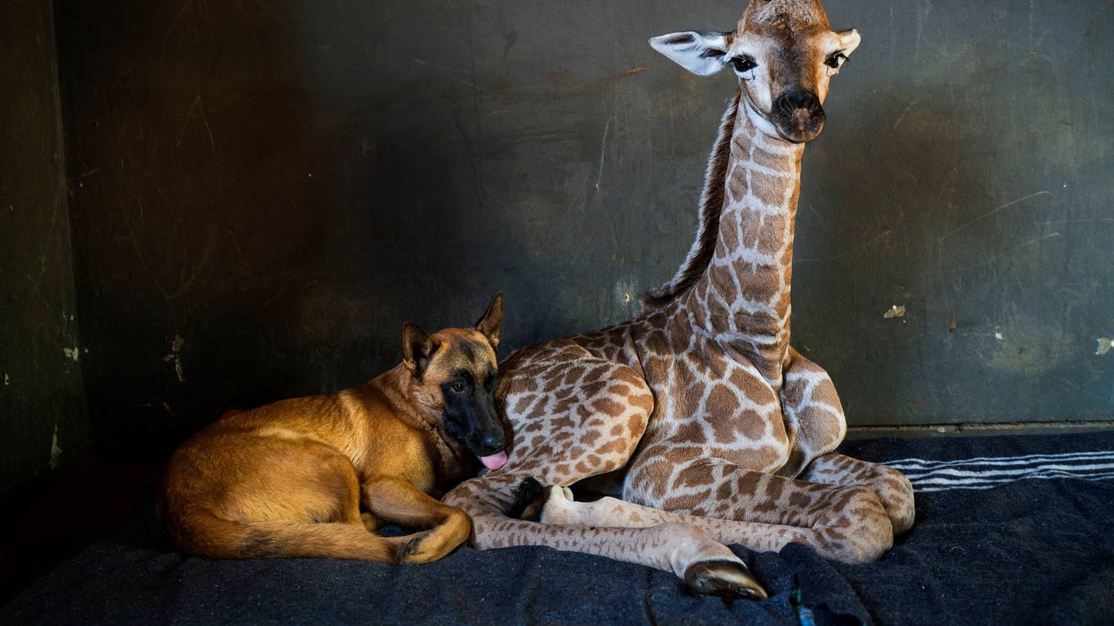 Giraffe And Dog Wallpapers - Wallpaper Cave