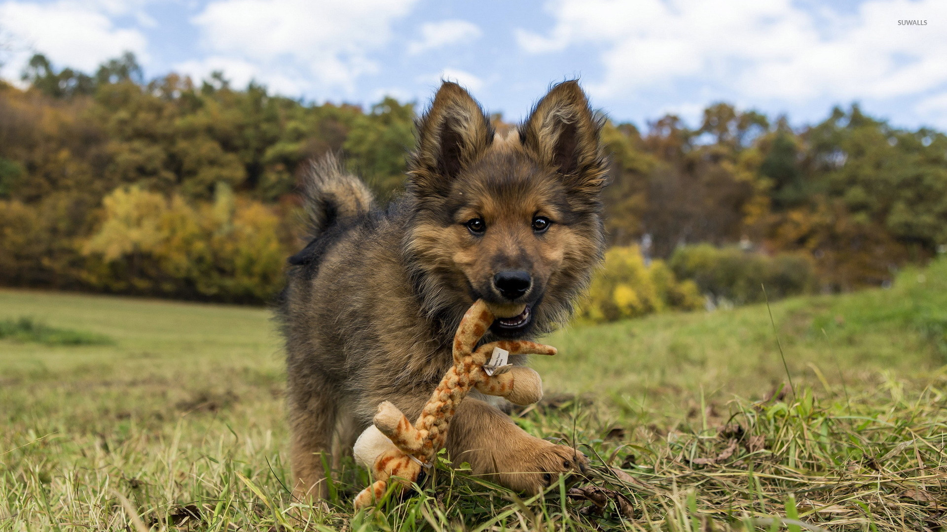 Giraffe And Dog Wallpapers - Wallpaper Cave