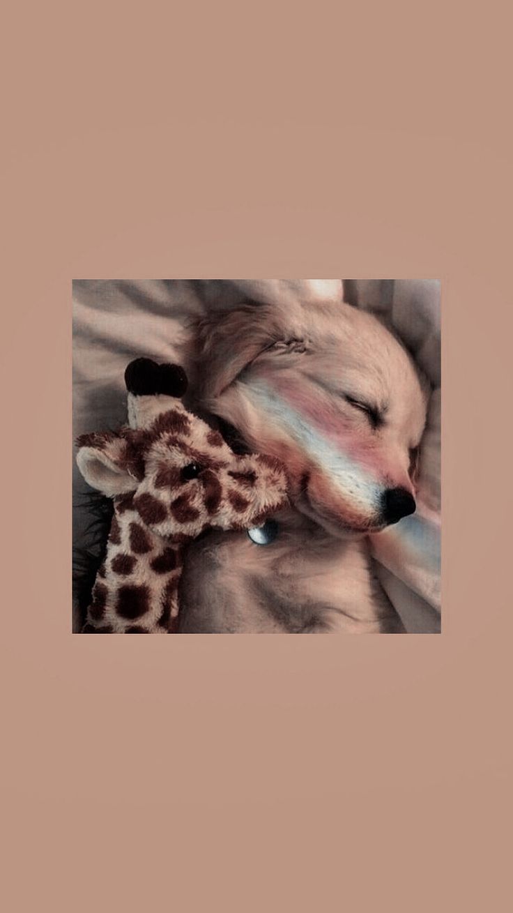 Giraffe And Dog Wallpapers - Wallpaper Cave