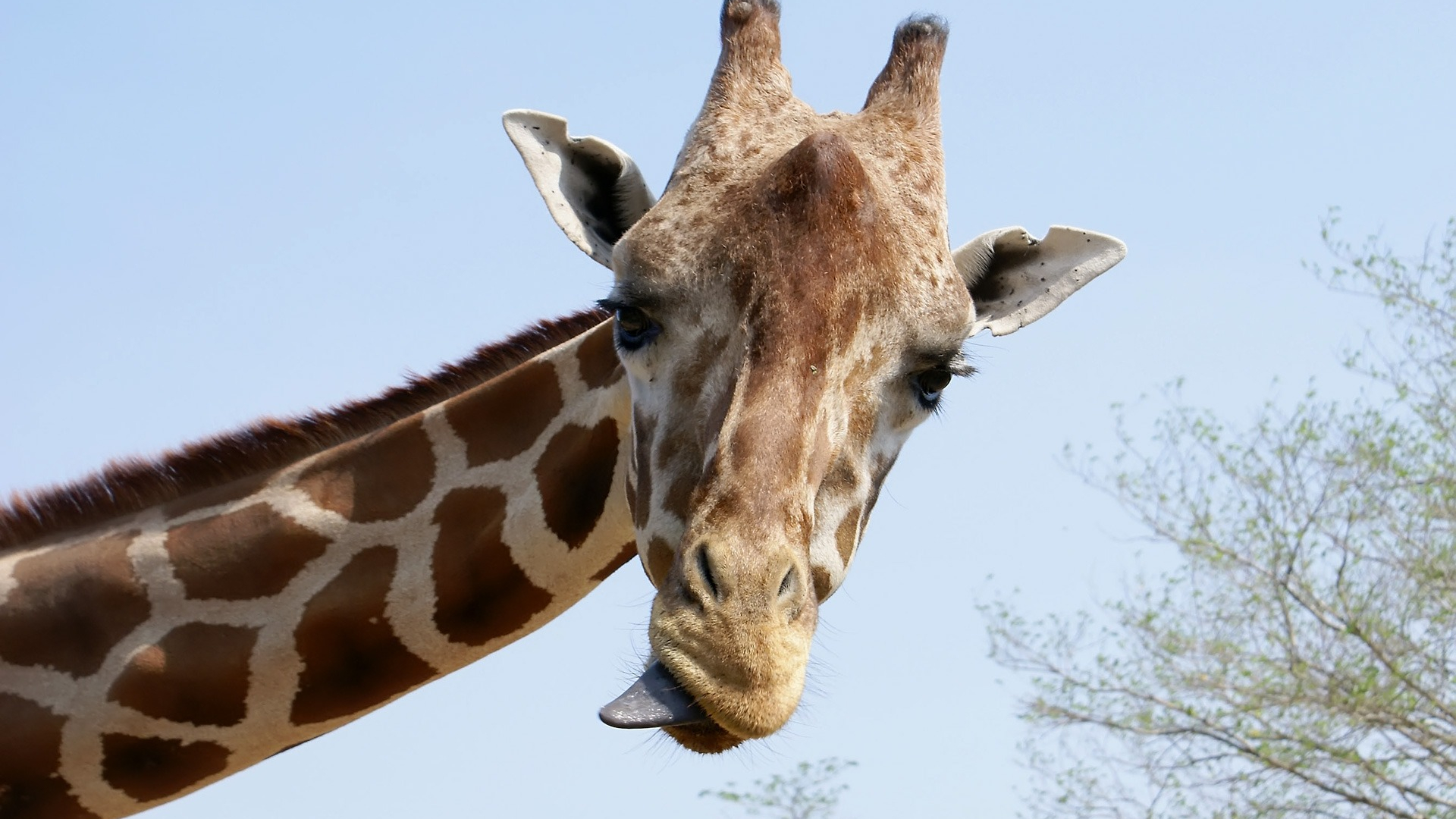 Giraffe And Dog Wallpapers - Wallpaper Cave