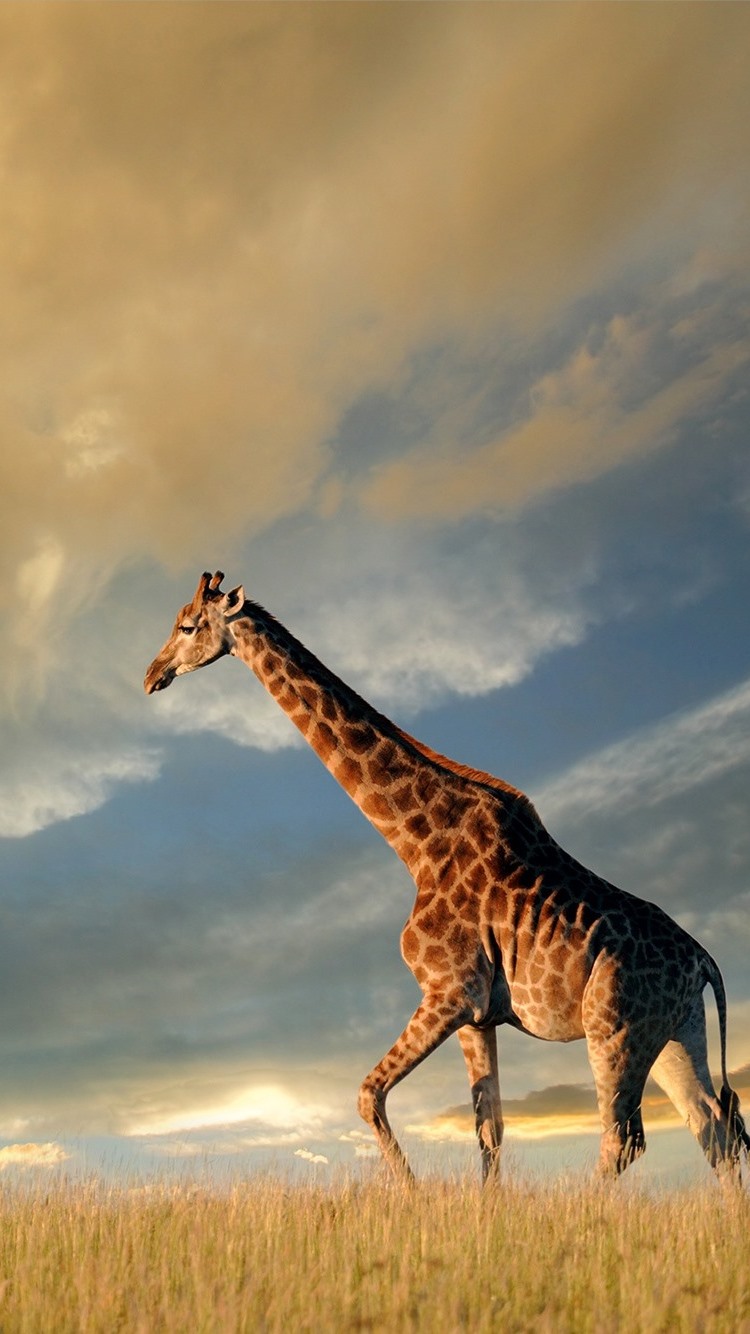 Giraffe And Dog Wallpapers - Wallpaper Cave