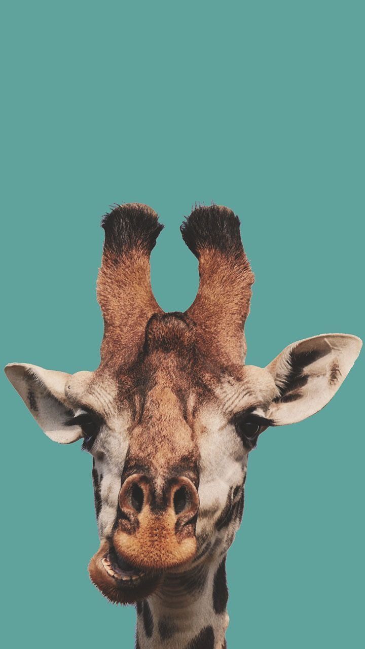 Giraffe And Dog Wallpapers - Wallpaper Cave