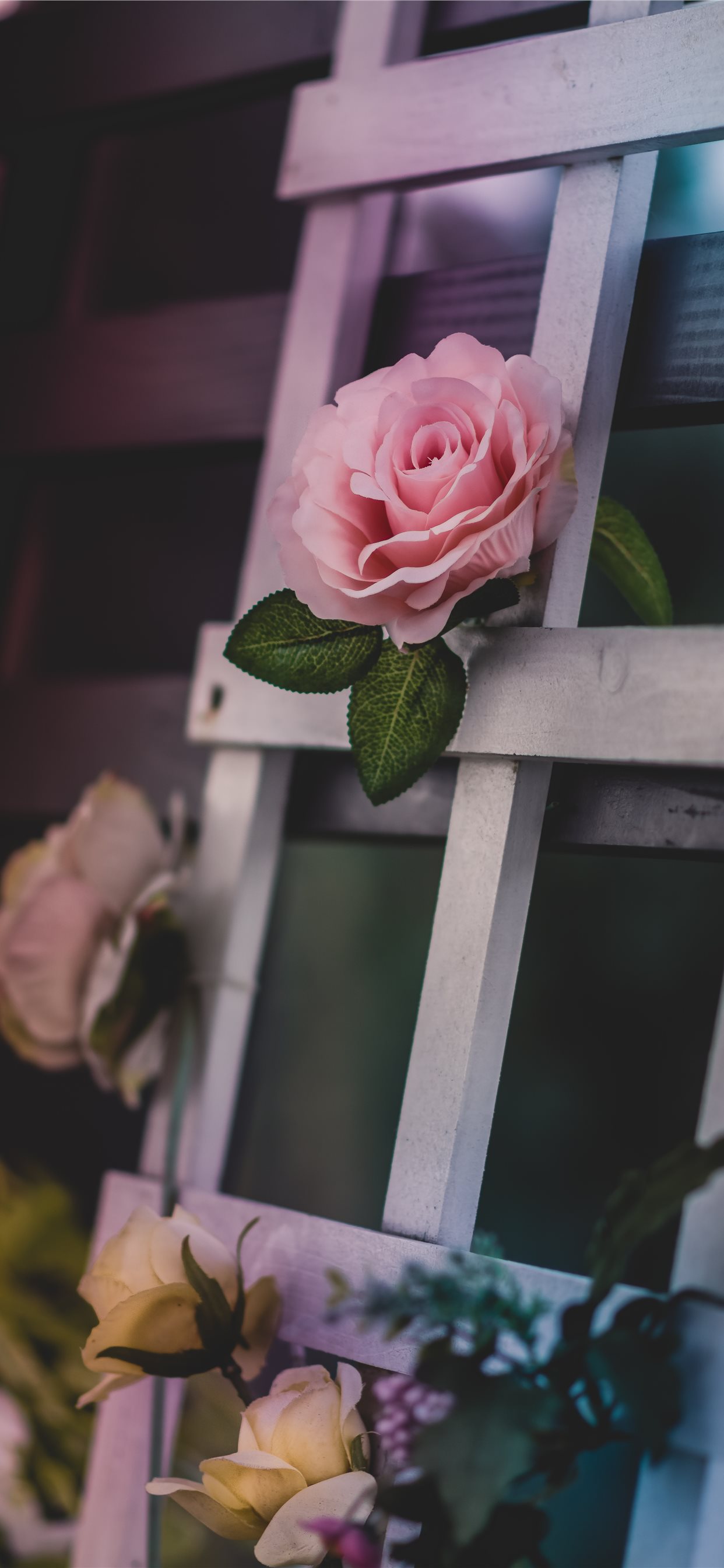 iPhone Flower Homescreen Wallpapers - Wallpaper Cave