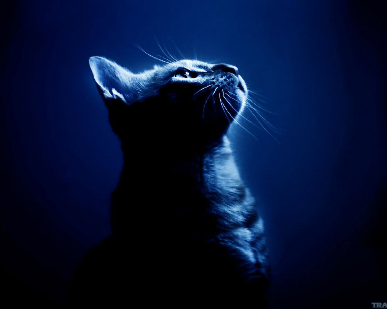 Cat Gamer Wallpapers - Wallpaper Cave