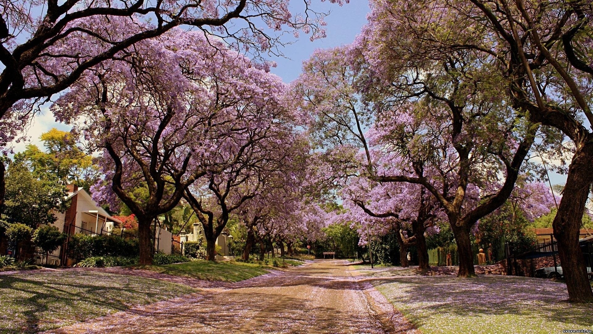 Spring Flowers Street Wallpapers - Wallpaper Cave
