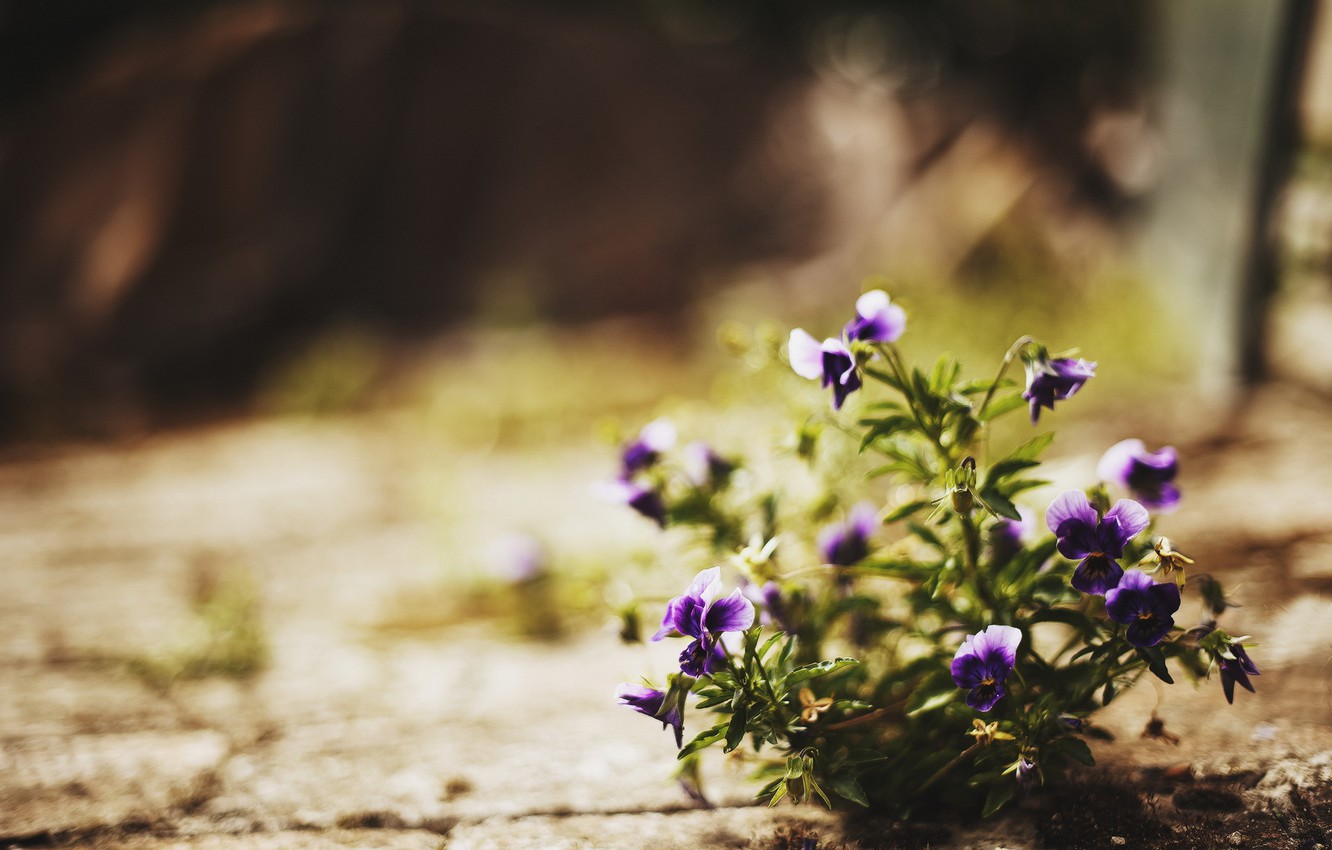 Spring Flowers Street Wallpapers - Wallpaper Cave