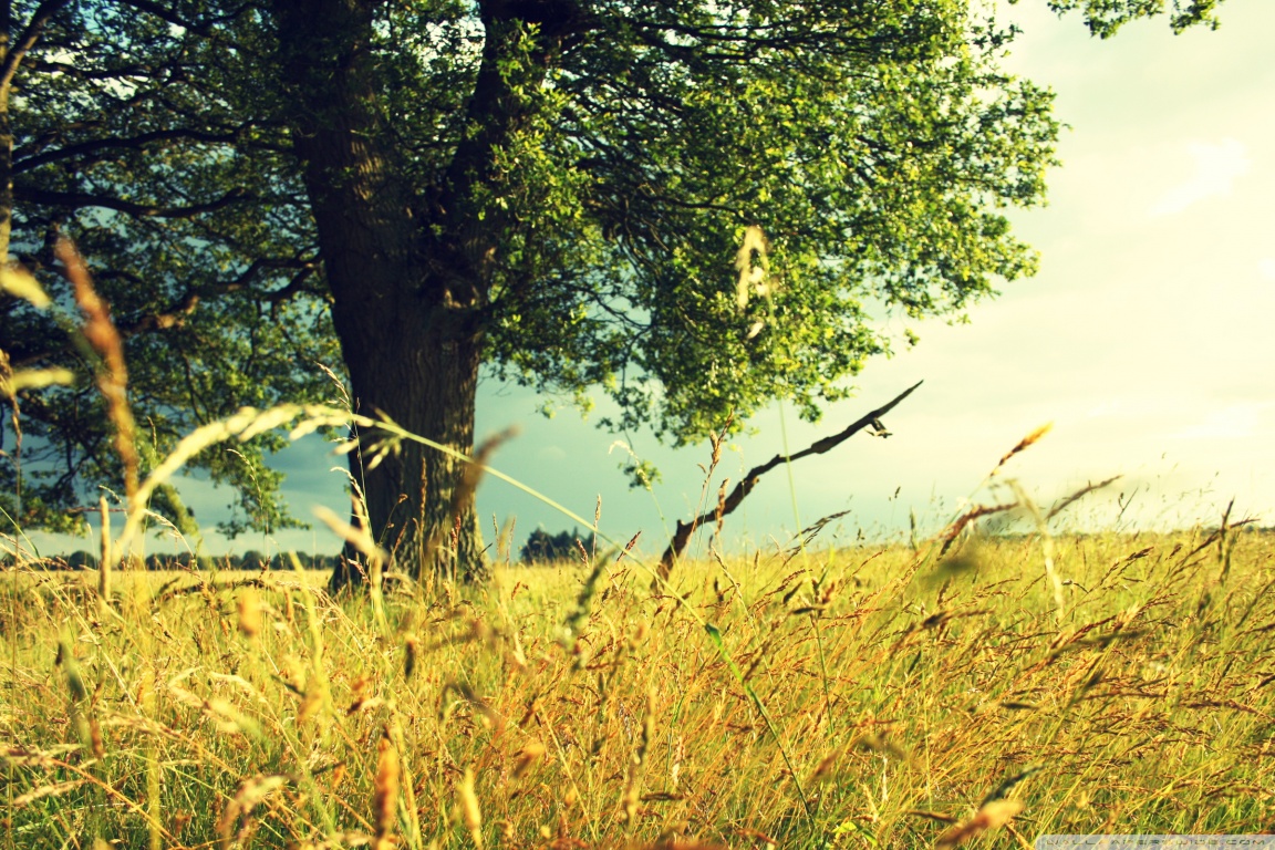 Summer Field Wallpapers - Wallpaper Cave