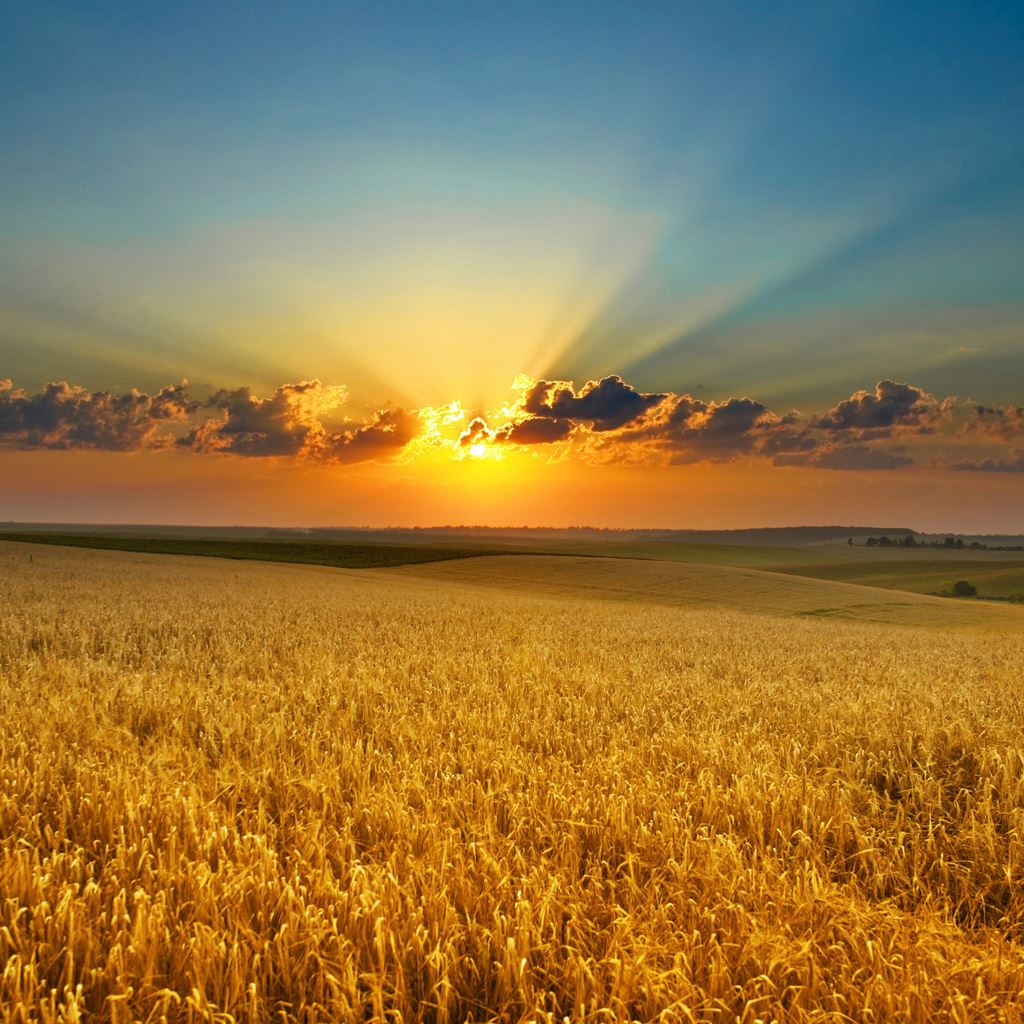 Summer Field Wallpapers - Wallpaper Cave