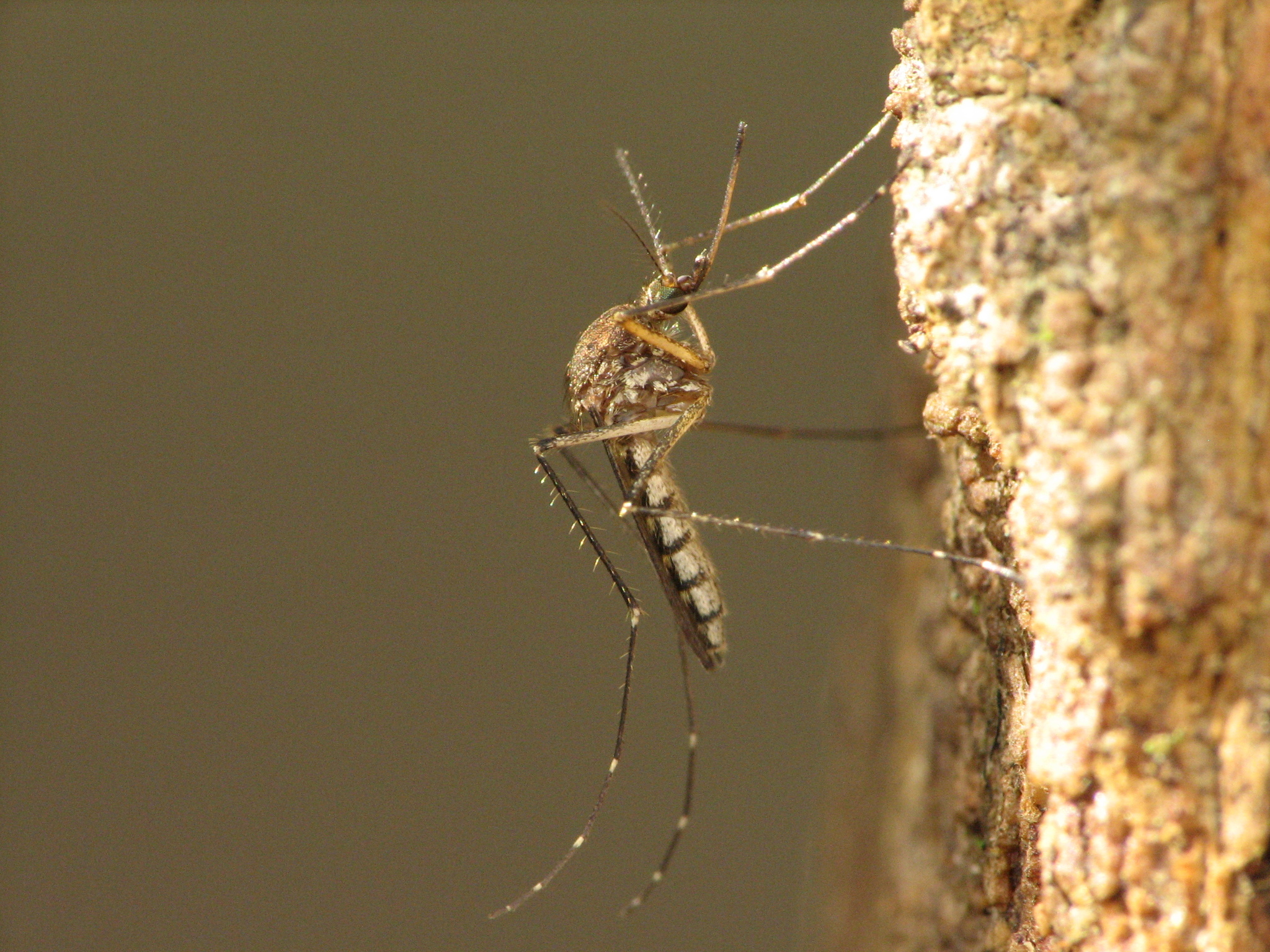 Aedes Vexans Wallpapers - Wallpaper Cave