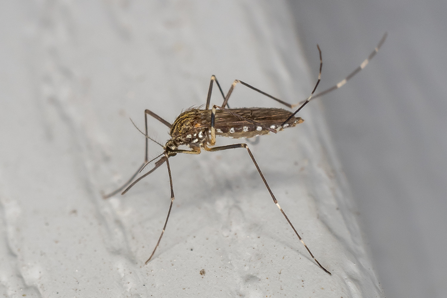 Aedes Vexans Wallpapers - Wallpaper Cave