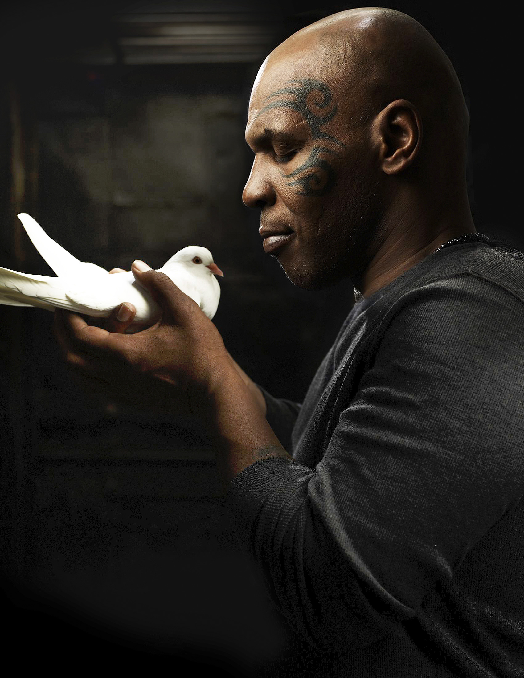 Mike Tyson Bird Wallpapers - Wallpaper Cave