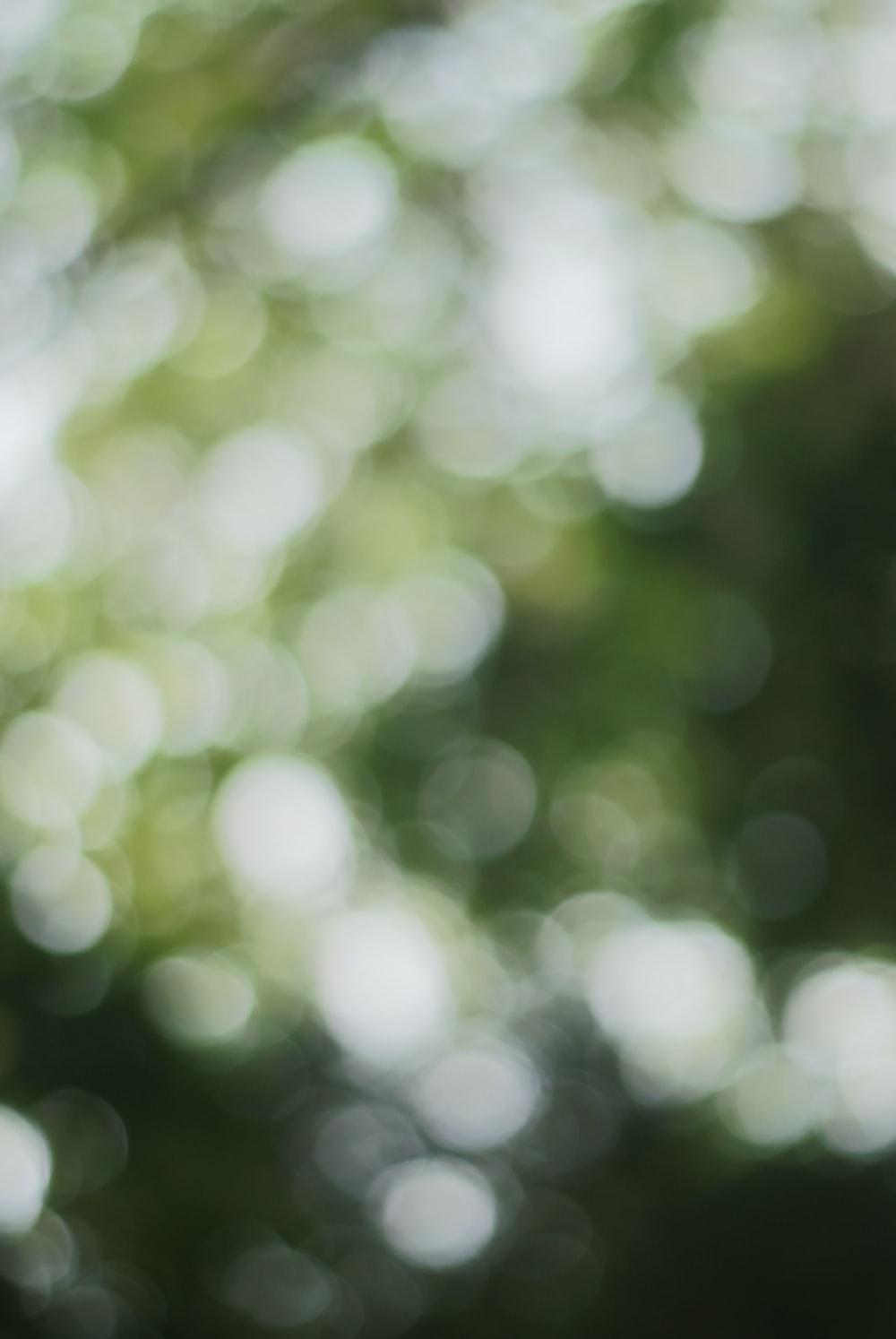 Bokeh Nature Wallpaper