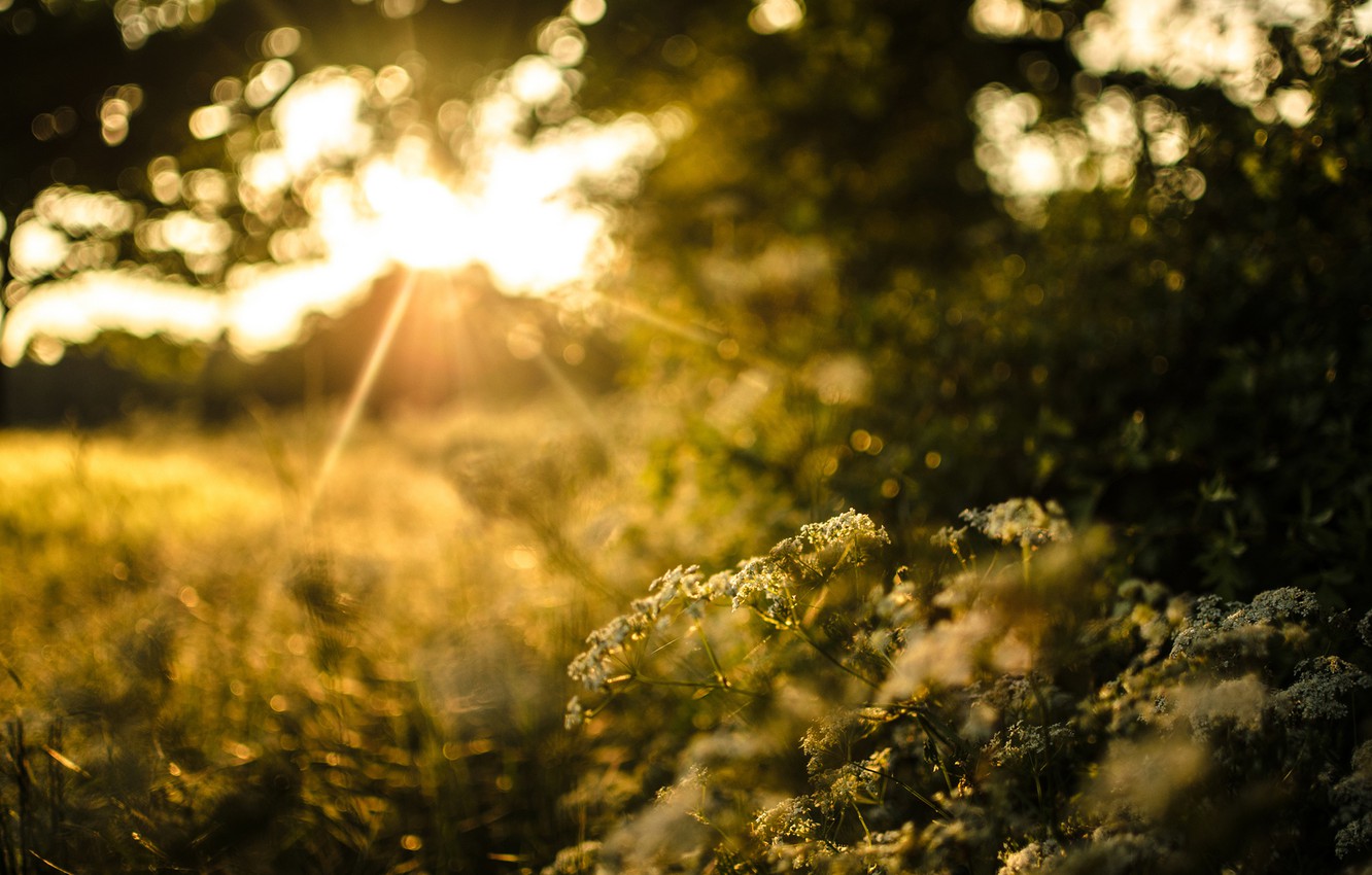 Nature Bokeh Wallpapers - Wallpaper Cave