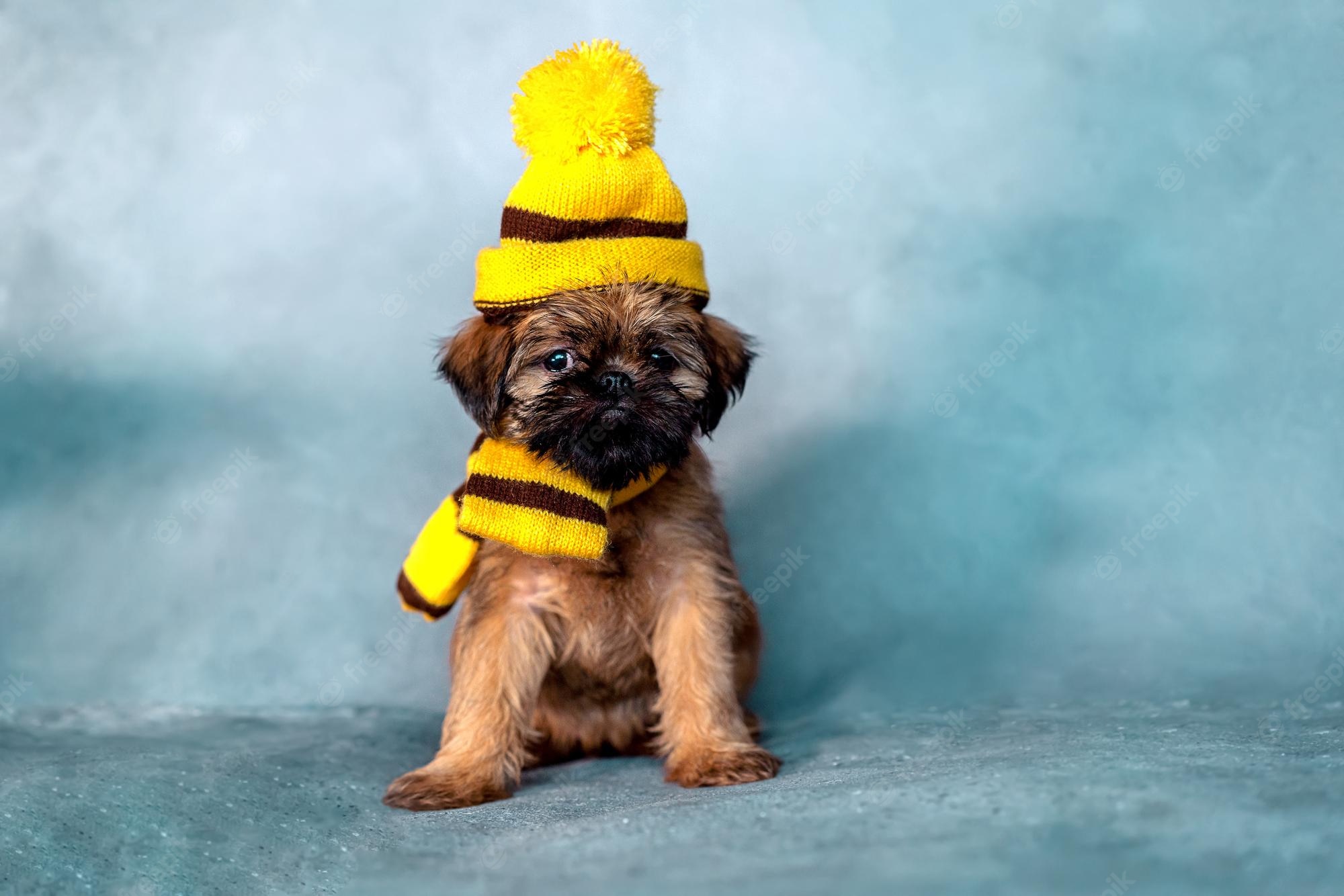 Brussels Griffon Wallpapers - Wallpaper Cave