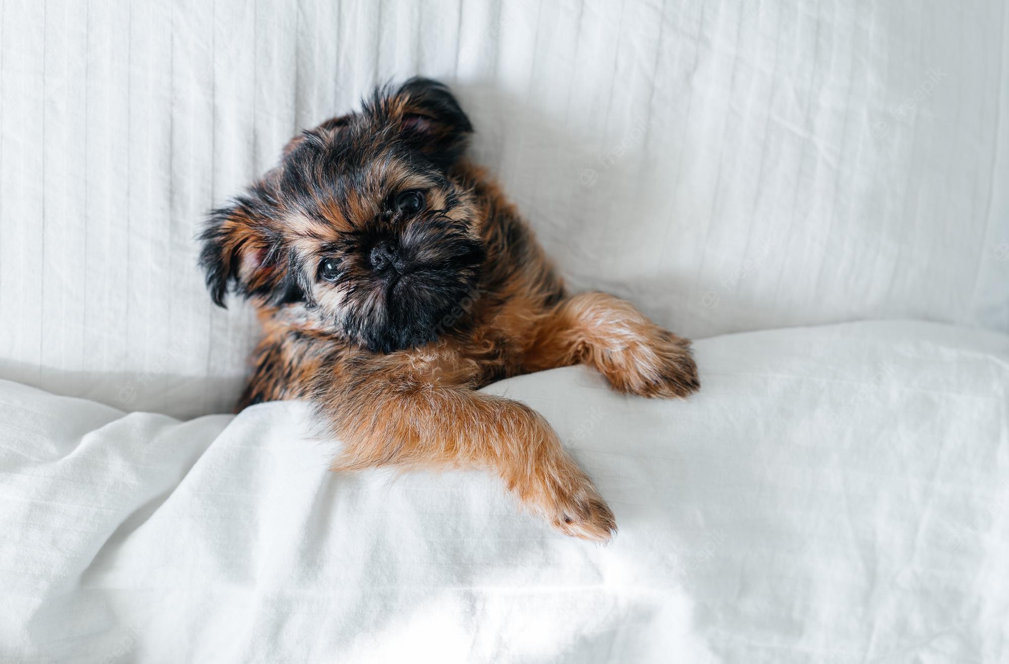 Brussels Griffon Wallpapers - Wallpaper Cave