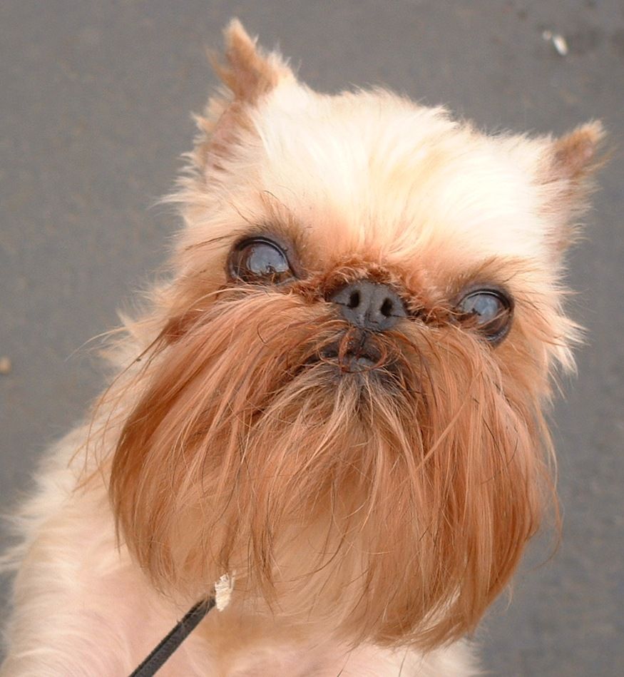 Brussels Griffon Wallpapers - Wallpaper Cave