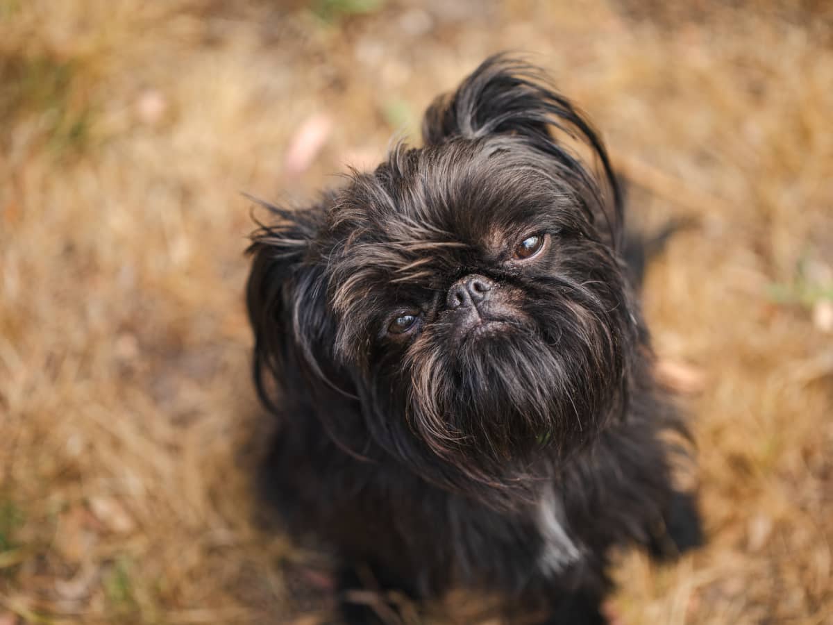 Brussels Griffon Wallpapers - Wallpaper Cave