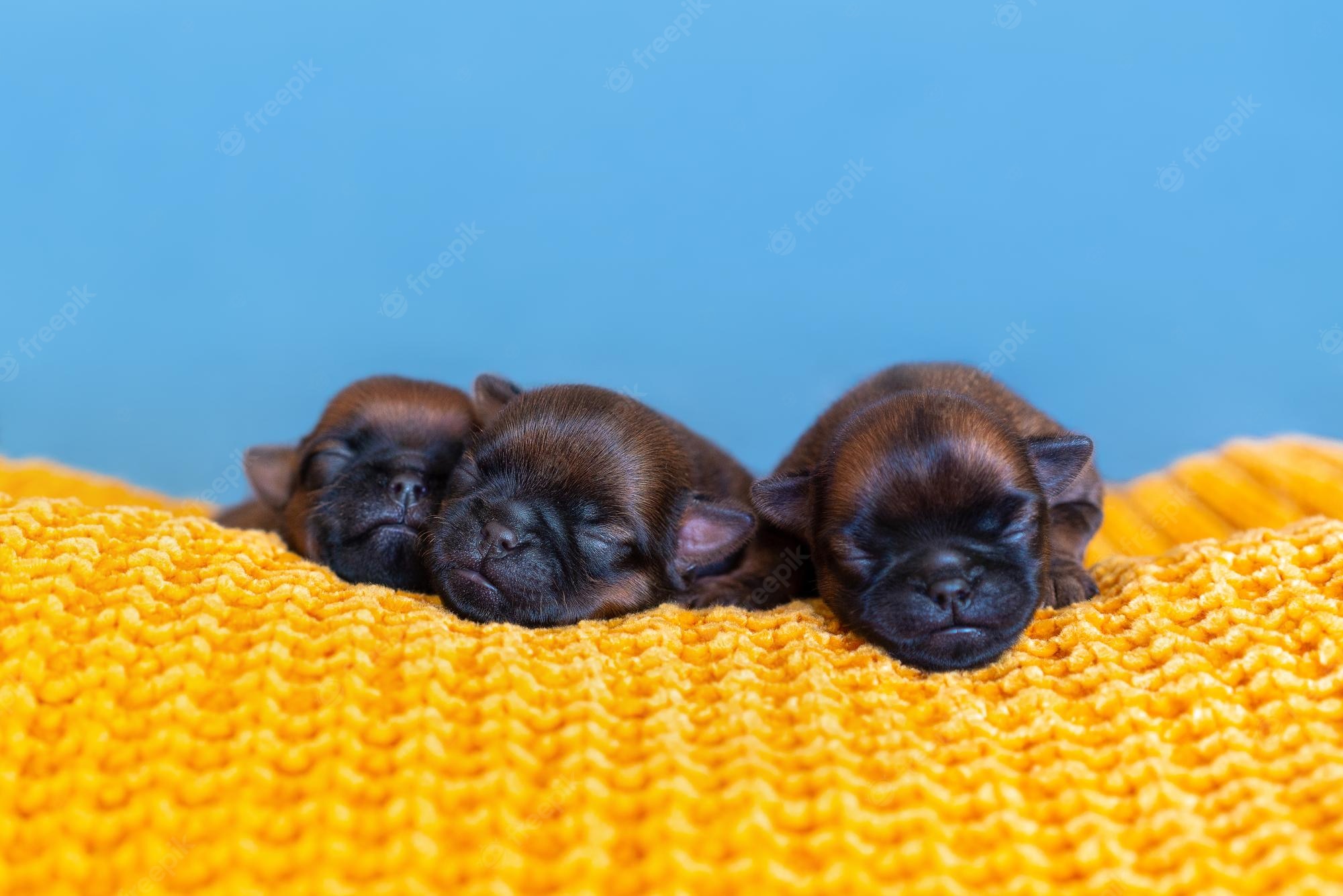 Brussels Griffon Wallpapers - Wallpaper Cave
