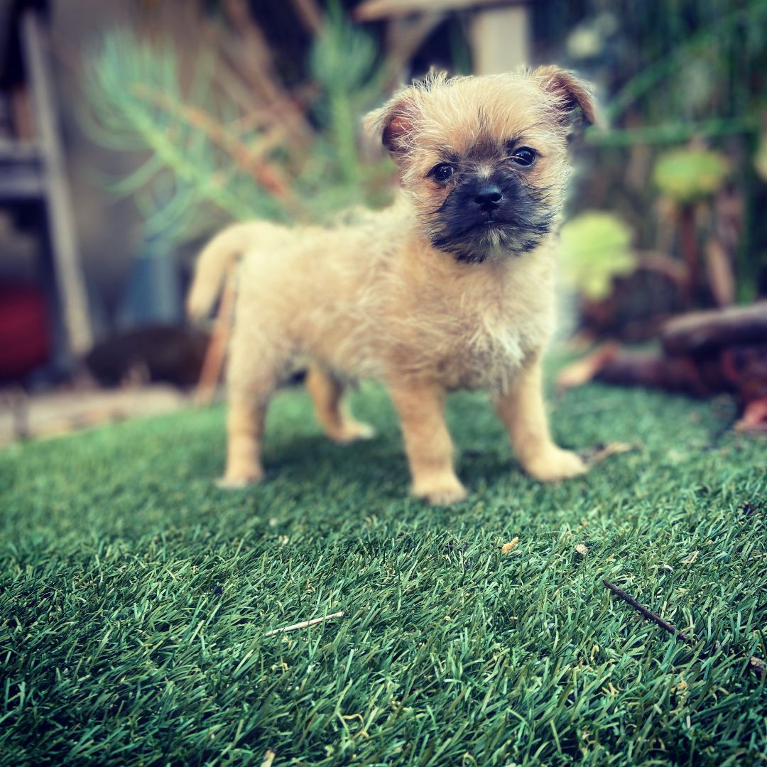 Brussels Griffon Wallpapers - Wallpaper Cave