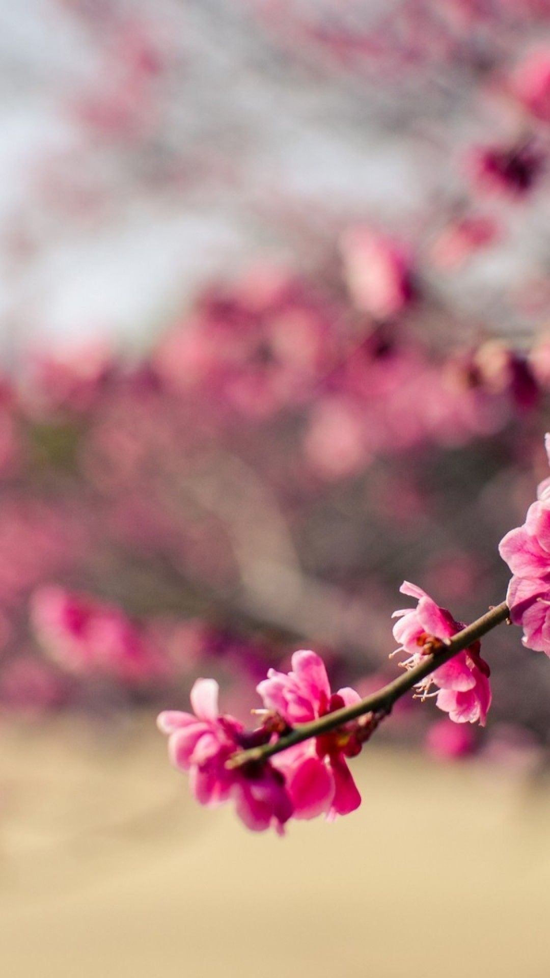 Spring iPhone SE Wallpapers - Wallpaper Cave