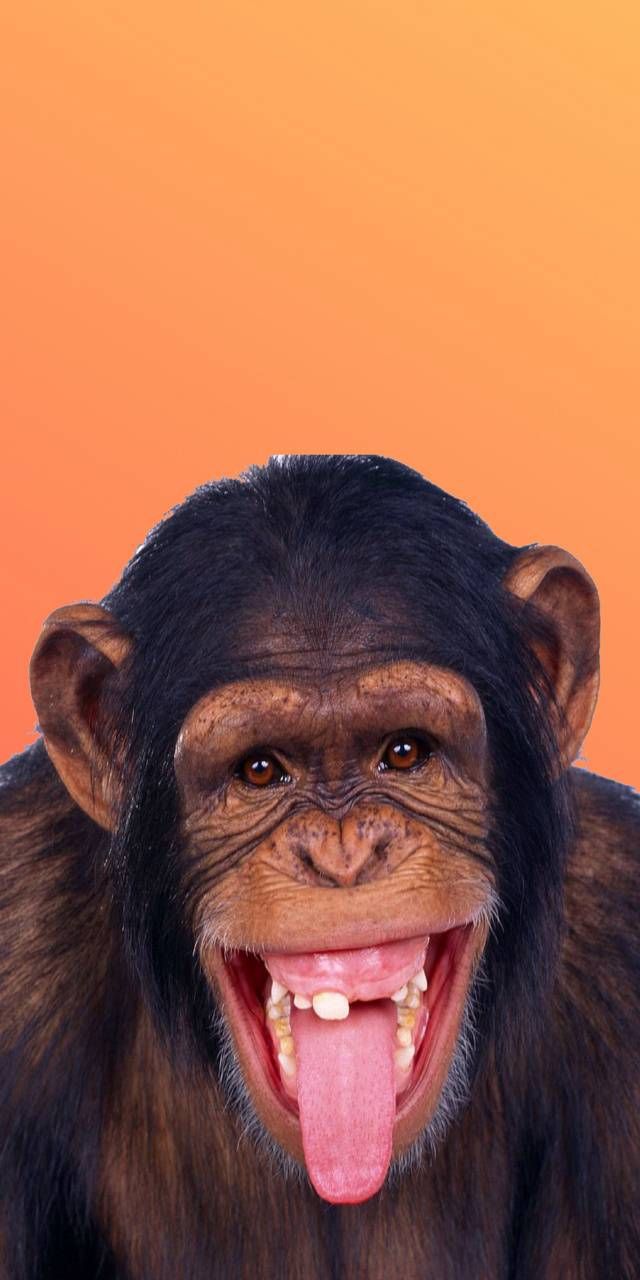 Monkey Face Wallpapers - Wallpaper Cave
