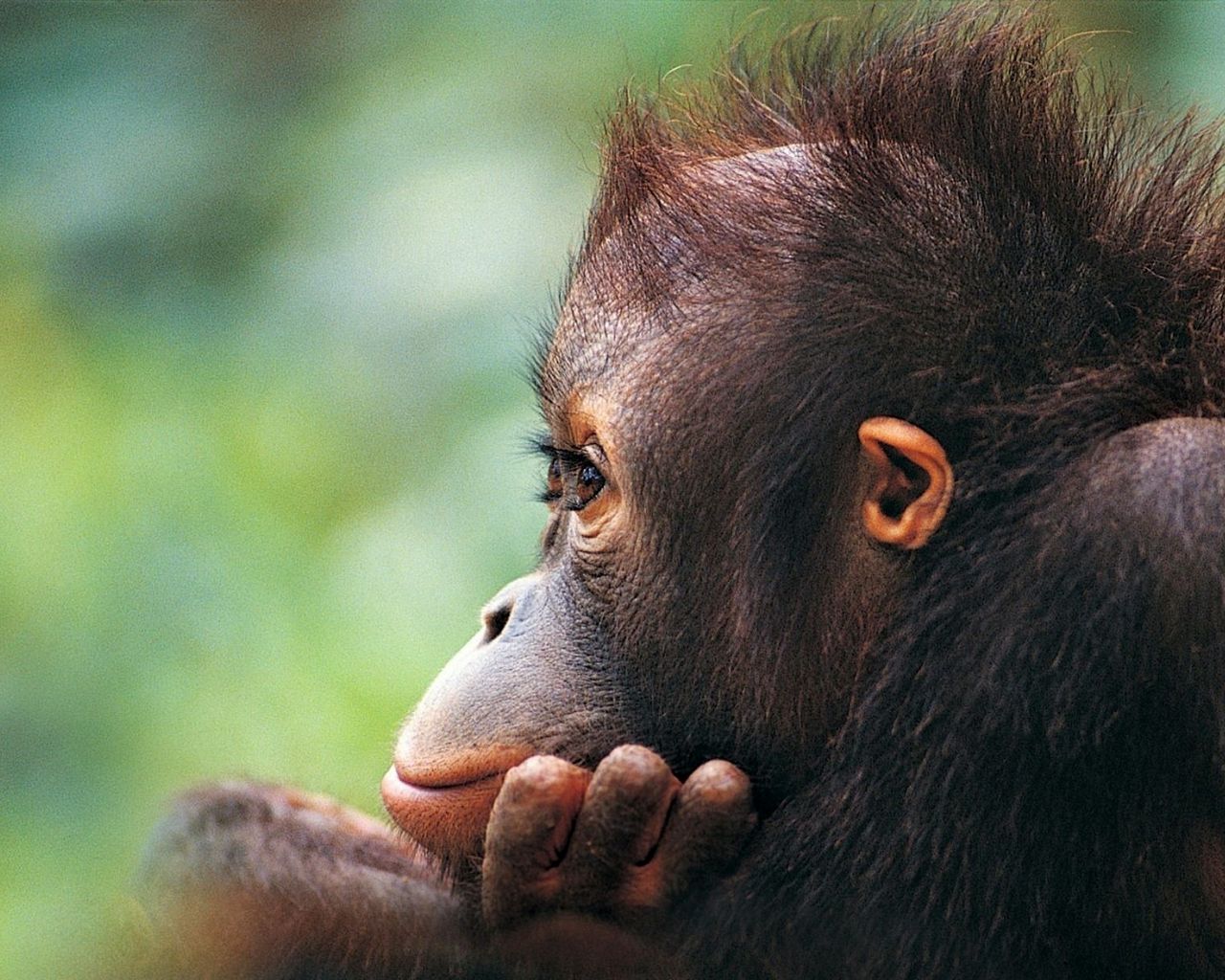 Monkey Face Wallpapers - Wallpaper Cave