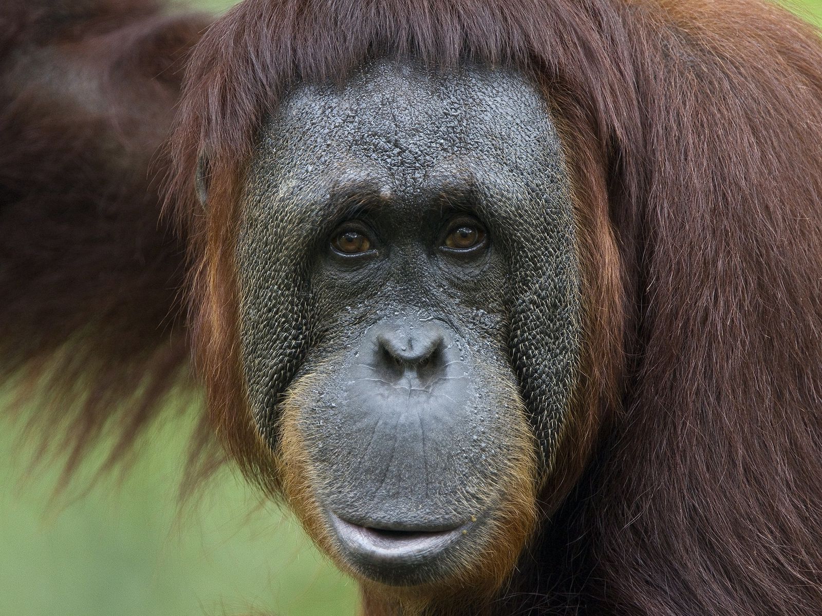 Monkey Face Wallpapers - Wallpaper Cave